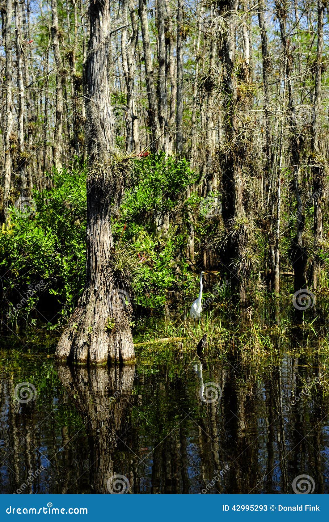 Swamp in the Everglades stock image. Image of water, swamp - 42995293