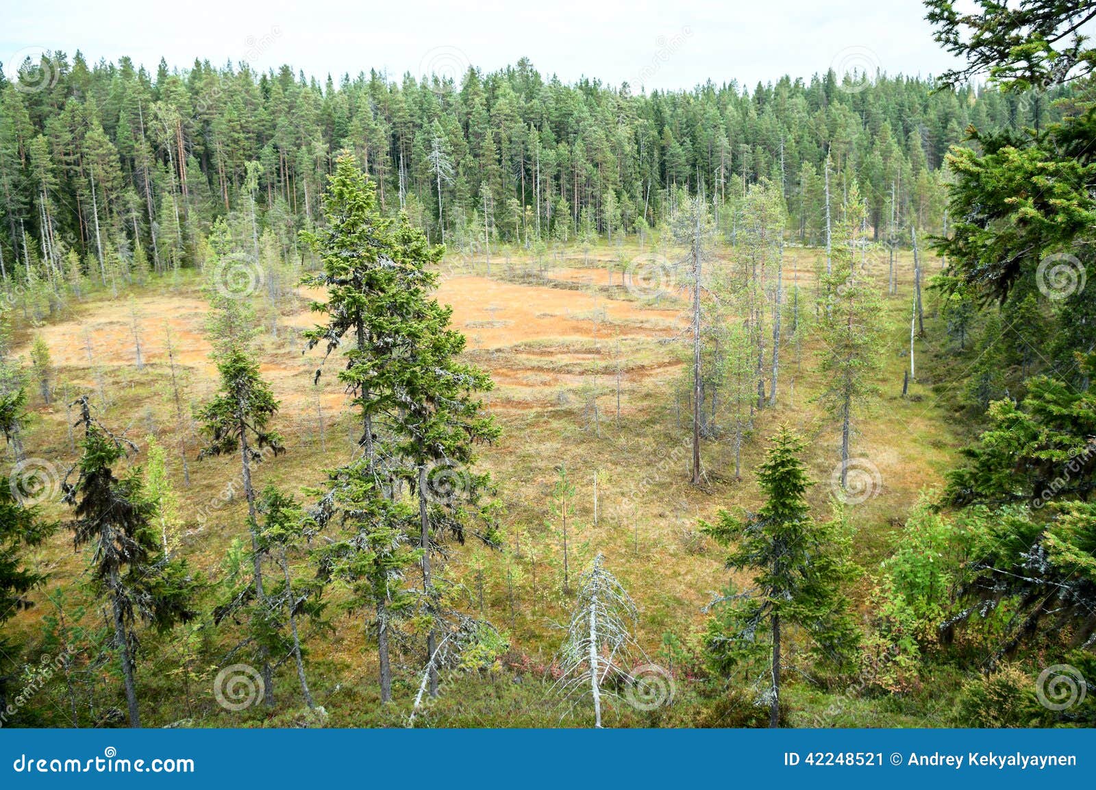 Swamp in Evergreen Forest at Summer Stock Image - Image of landscape ...