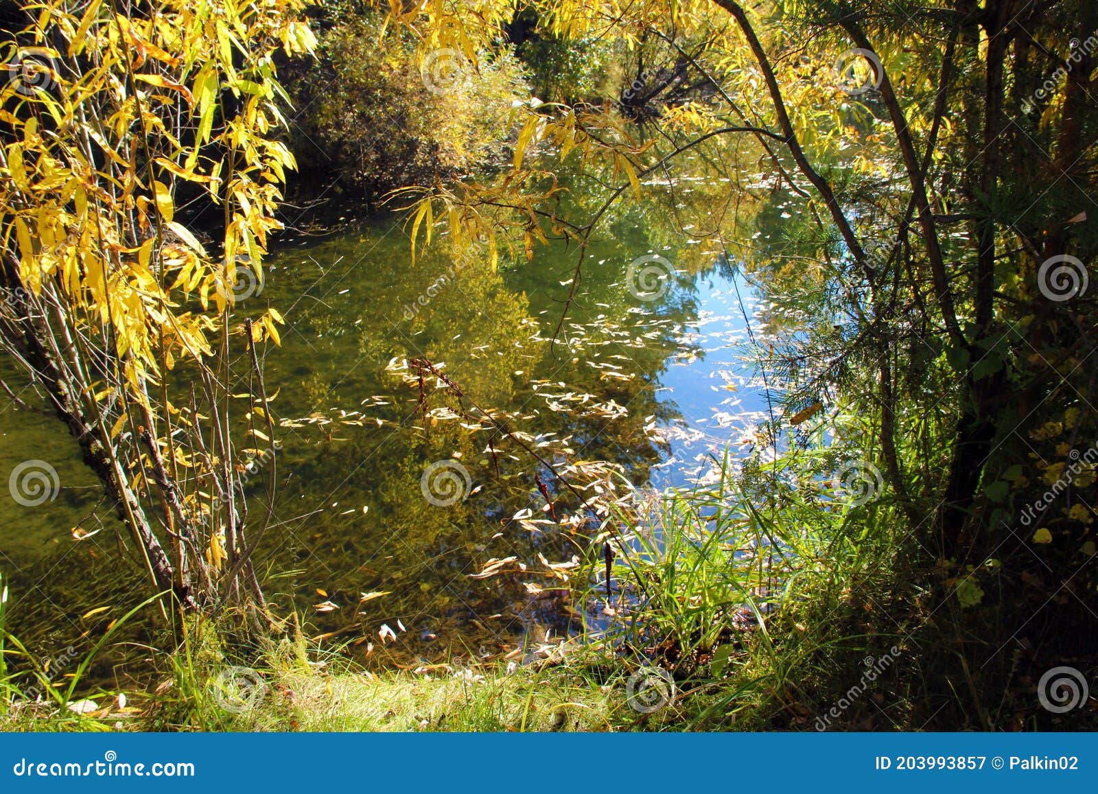 The Swamp in the Fall. the View from the Top. the Water Reflects the ...