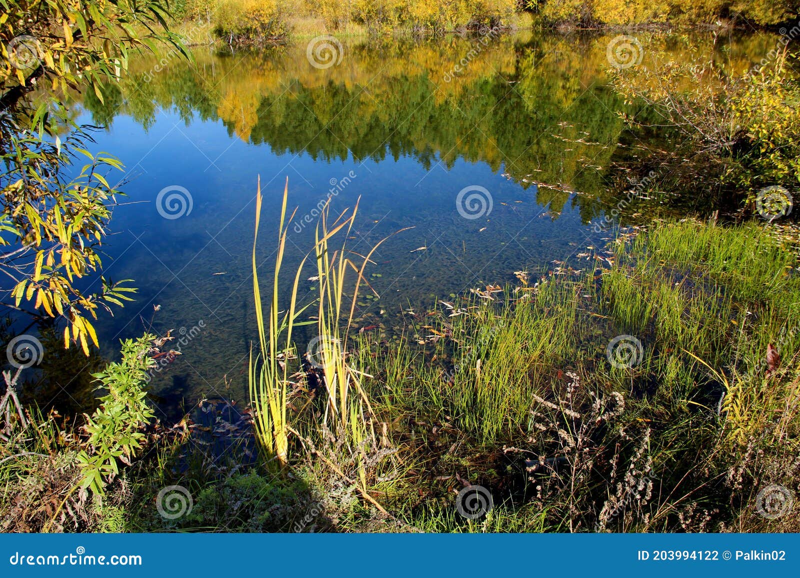 The Swamp in the Fall. the View from the Top. in the Water, Fallen ...