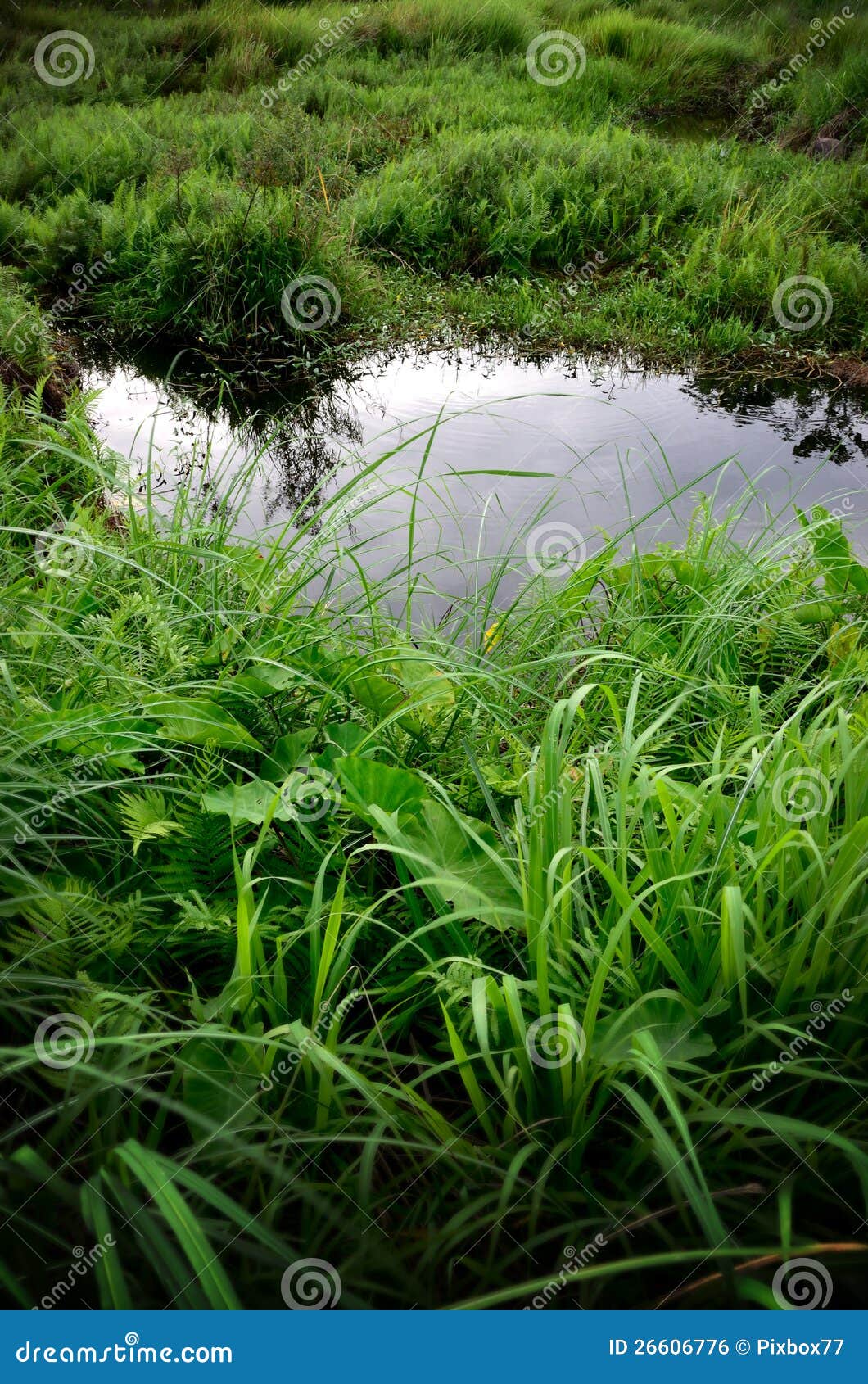 Swamp with fern field stock photo. Image of grass, green - 26606776