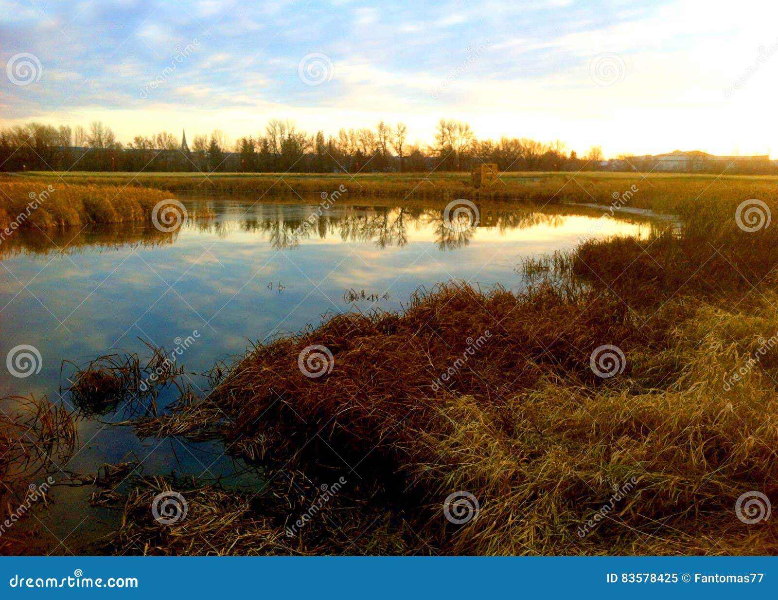 Swamp stock image. Image of swamp, sunset, morass, field - 83578425