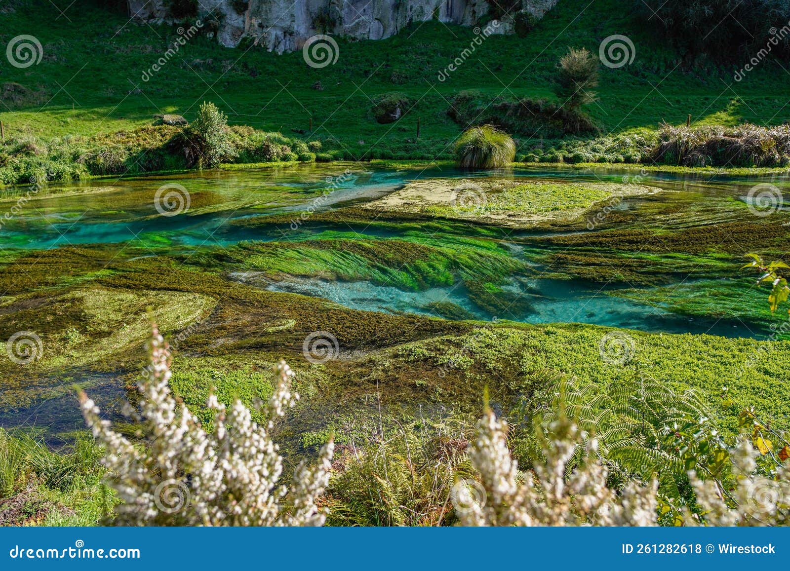 Swamp in a field in spring stock photo. Image of background - 261282618