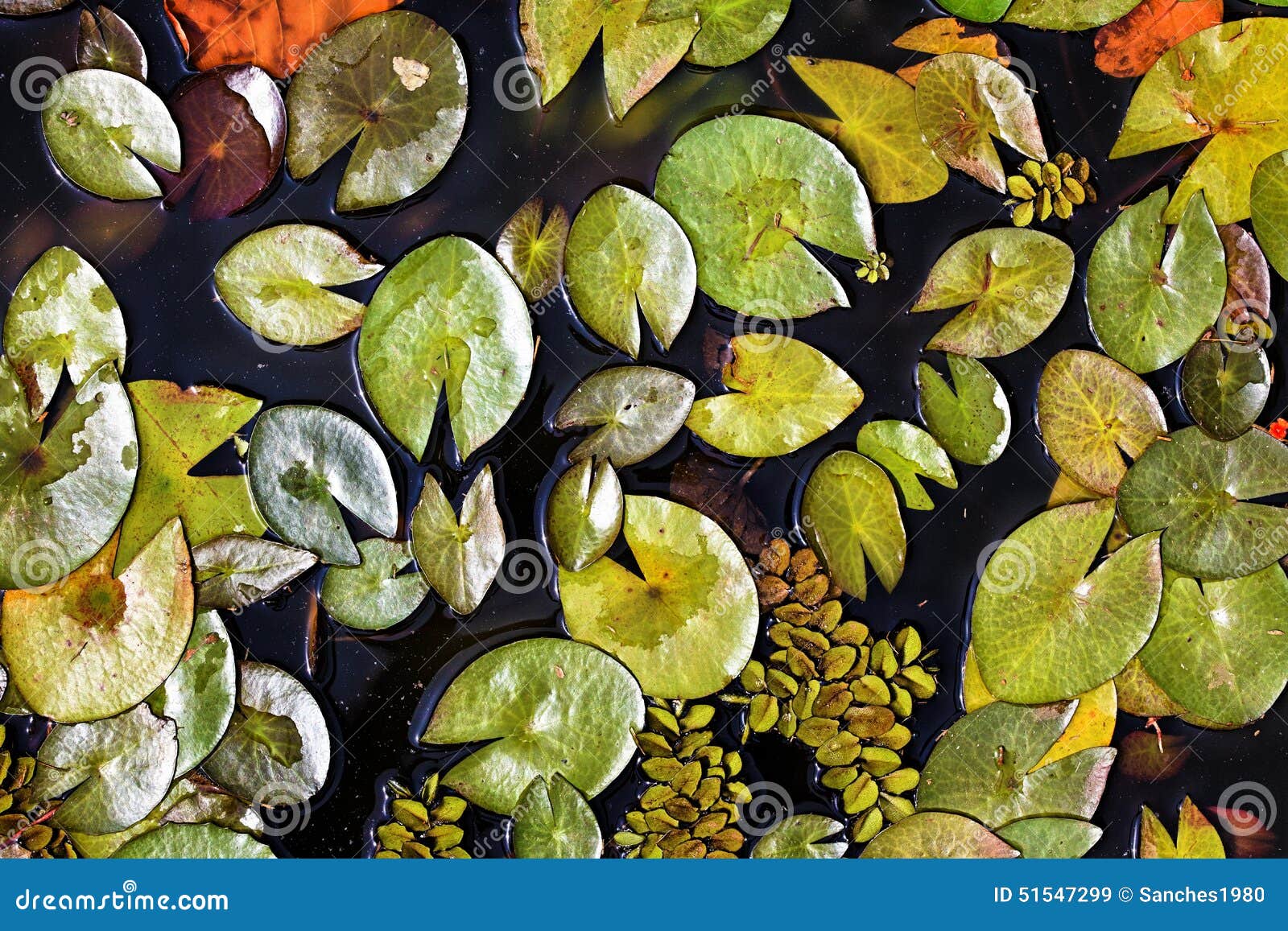 Swamp flora stock image. Image of green, water, plant - 51547299