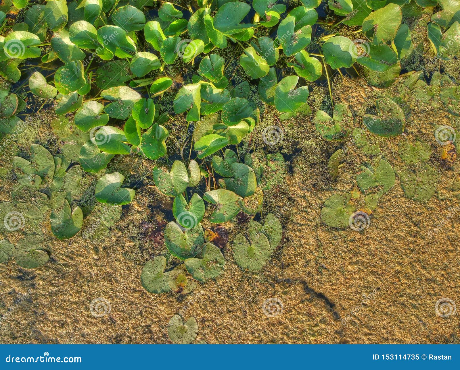 Swamp flora texture stock image. Image of leaf, marsh - 153114735