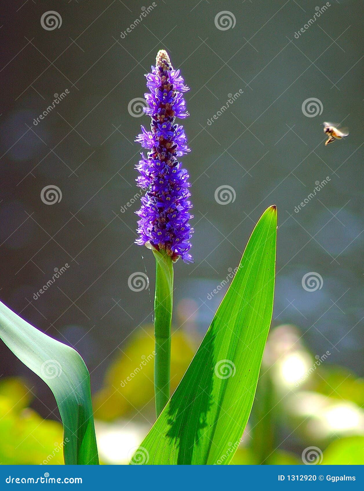 Swamp Flower stock photo. Image of glades, approach, sunny - 1312920