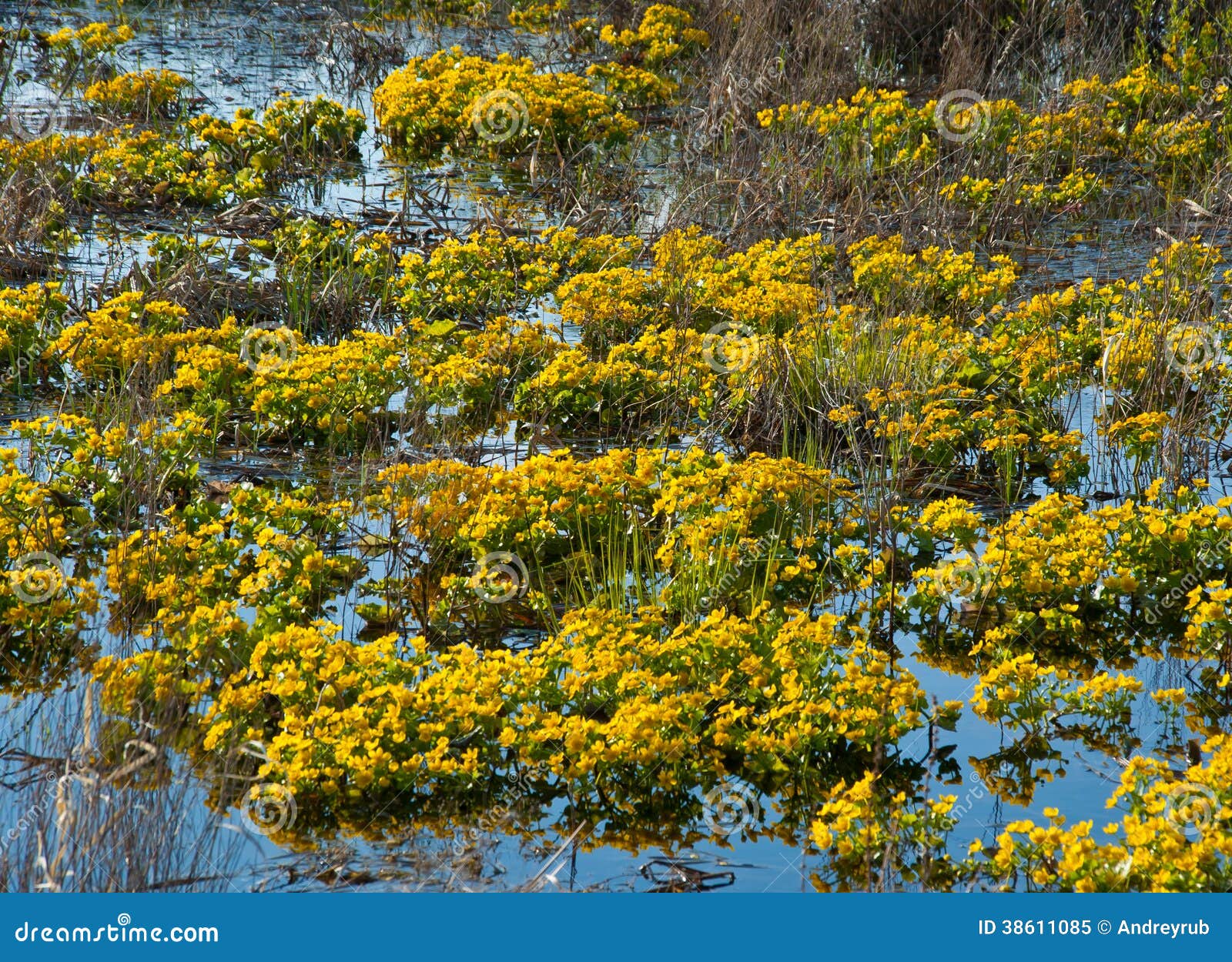 Swamp flower stock image. Image of family, environment - 38611085