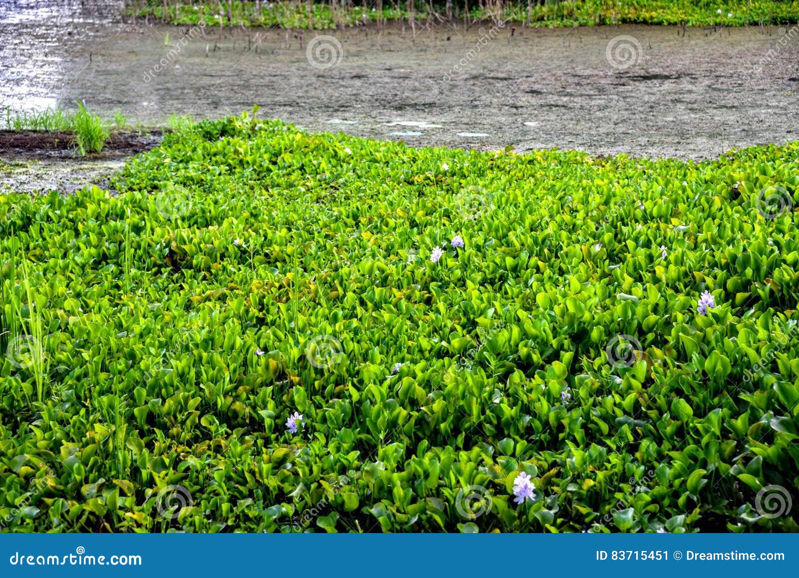Swamp Flowers stock image. Image of texas, green, eastern - 83715451
