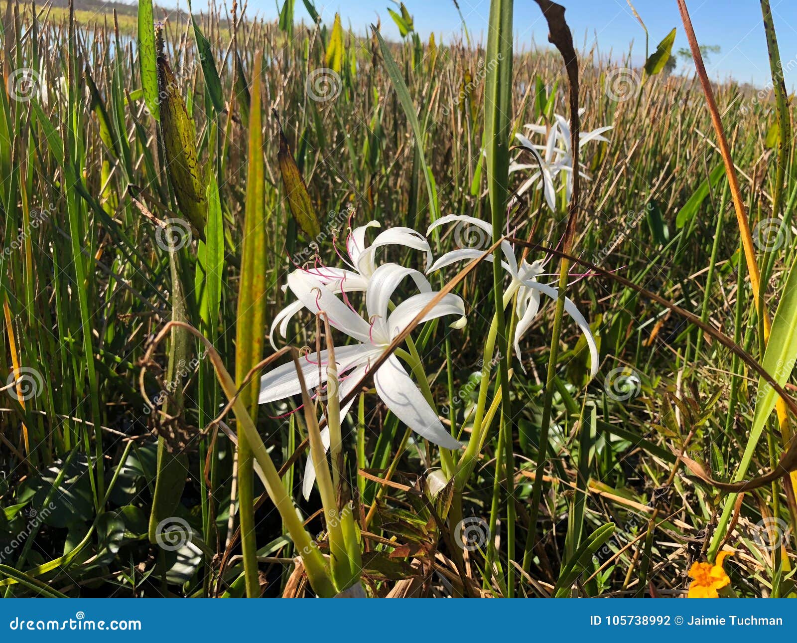 Marsh wildflower stock photo. Image of cypress, bacopa - 105738992