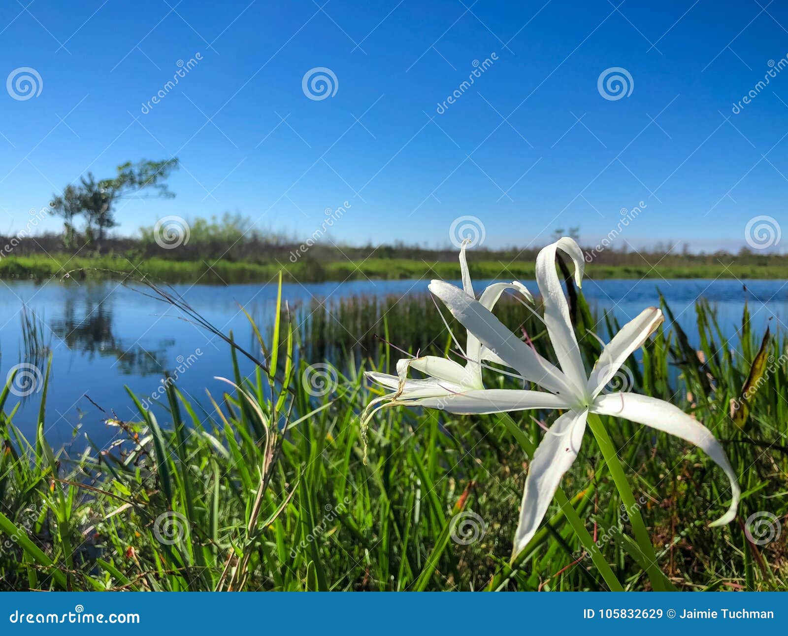 Swamp Plants and Cypress Trees on the Shore of the River Stock Image ...