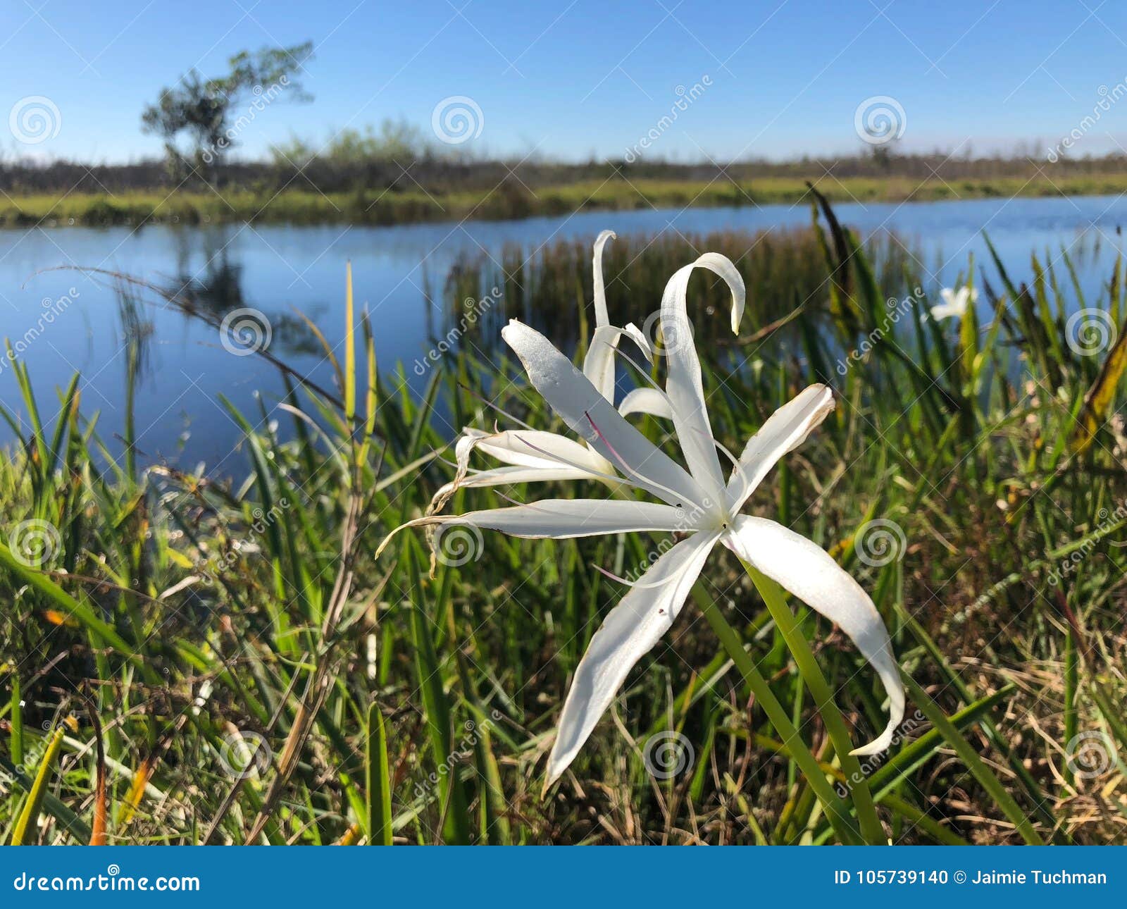 White flower in the swamp stock photo. Image of laevis - 105739140