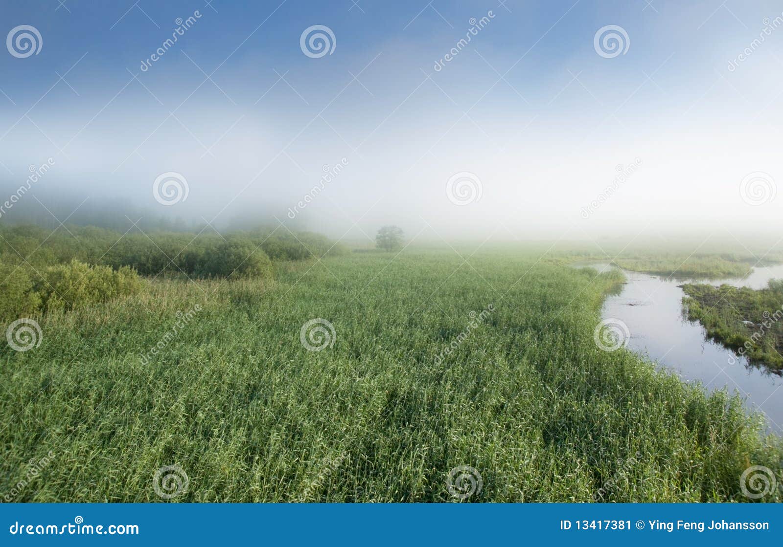 Swamp in fog stock image. Image of environment, haze - 13417381