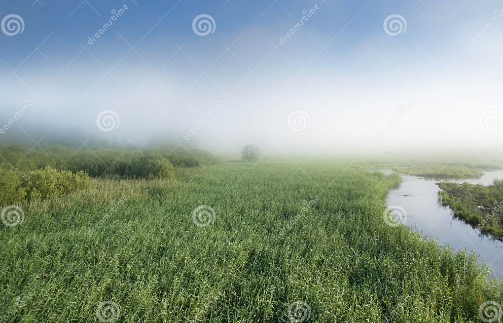 Swamp in fog stock image. Image of environment, haze - 13417381
