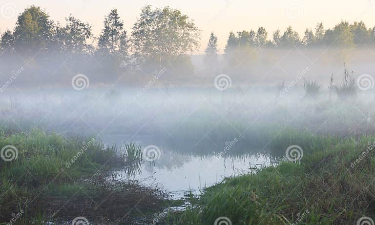 Swamp in the fog stock image. Image of bright, reed, ethereal - 25477439