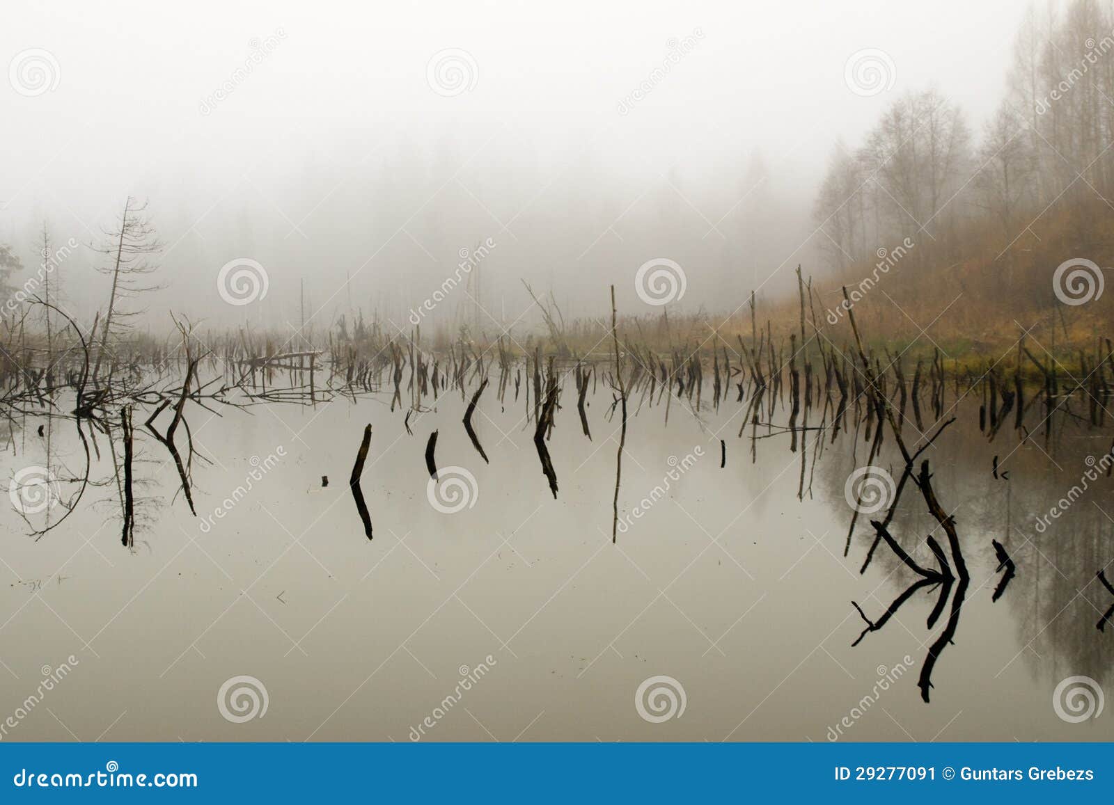 Swamp in fog stock image. Image of lake, fllooded, river - 29277091
