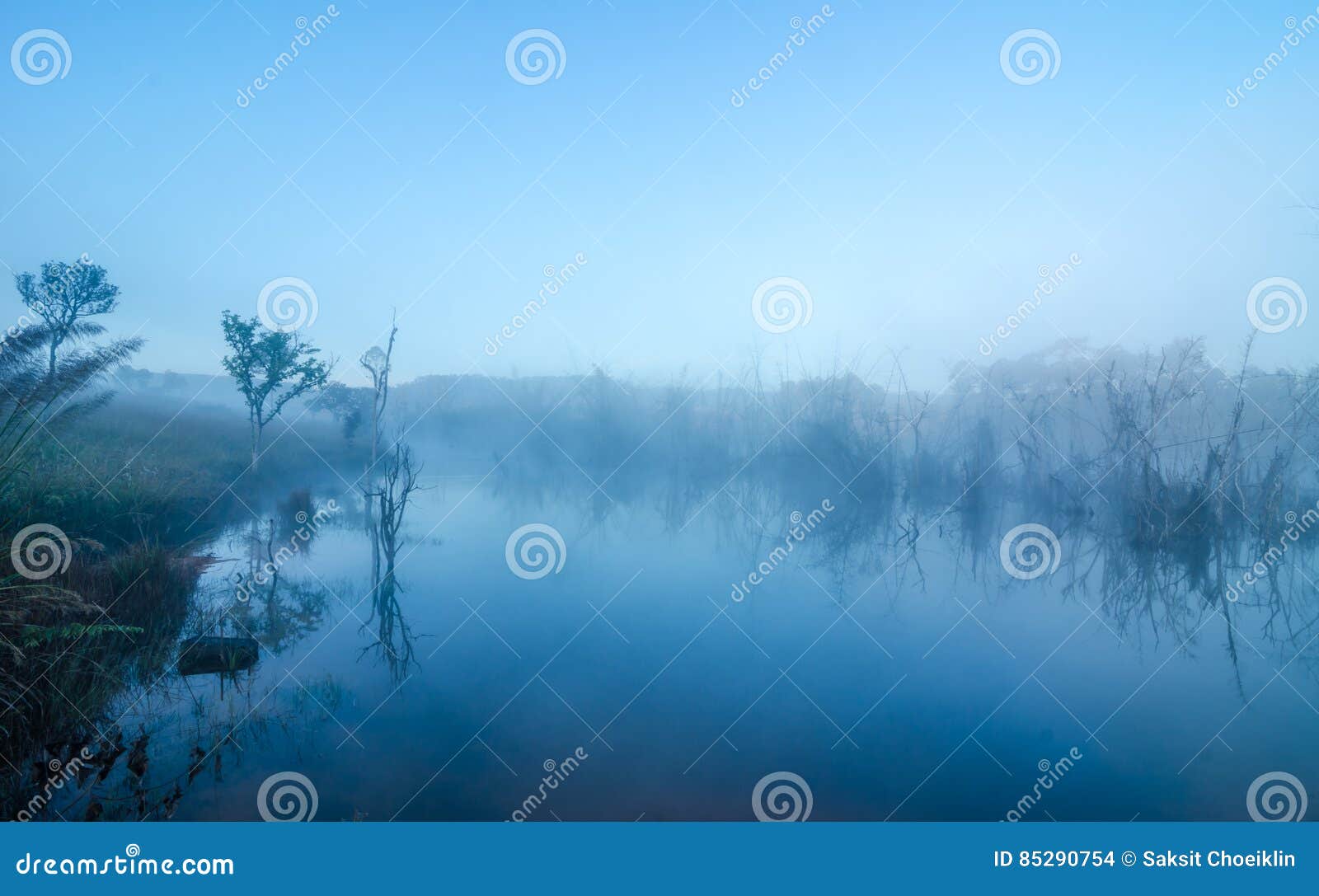 Swamp with Fog and Dried Tree and Reflecting from Surface Water Stock ...