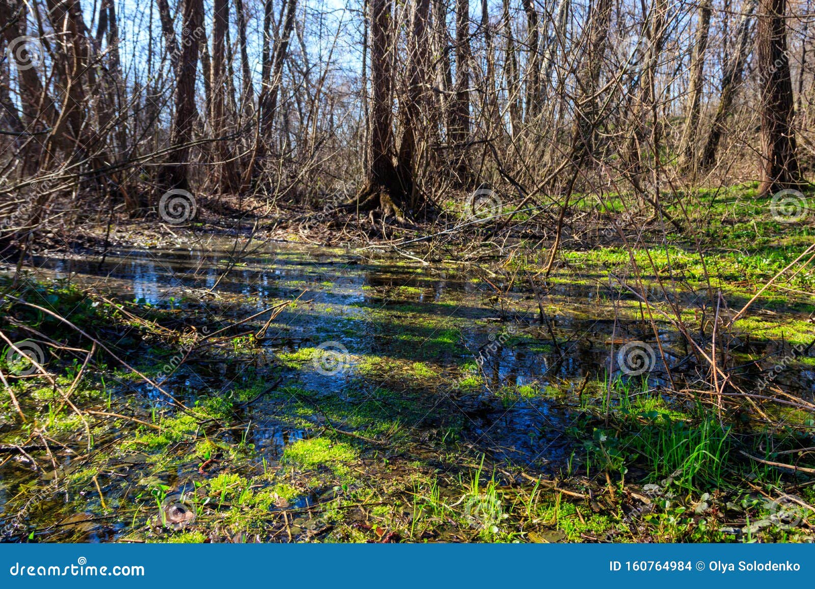 Swamp in forest stock photo. Image of scene, park, calm - 160764984