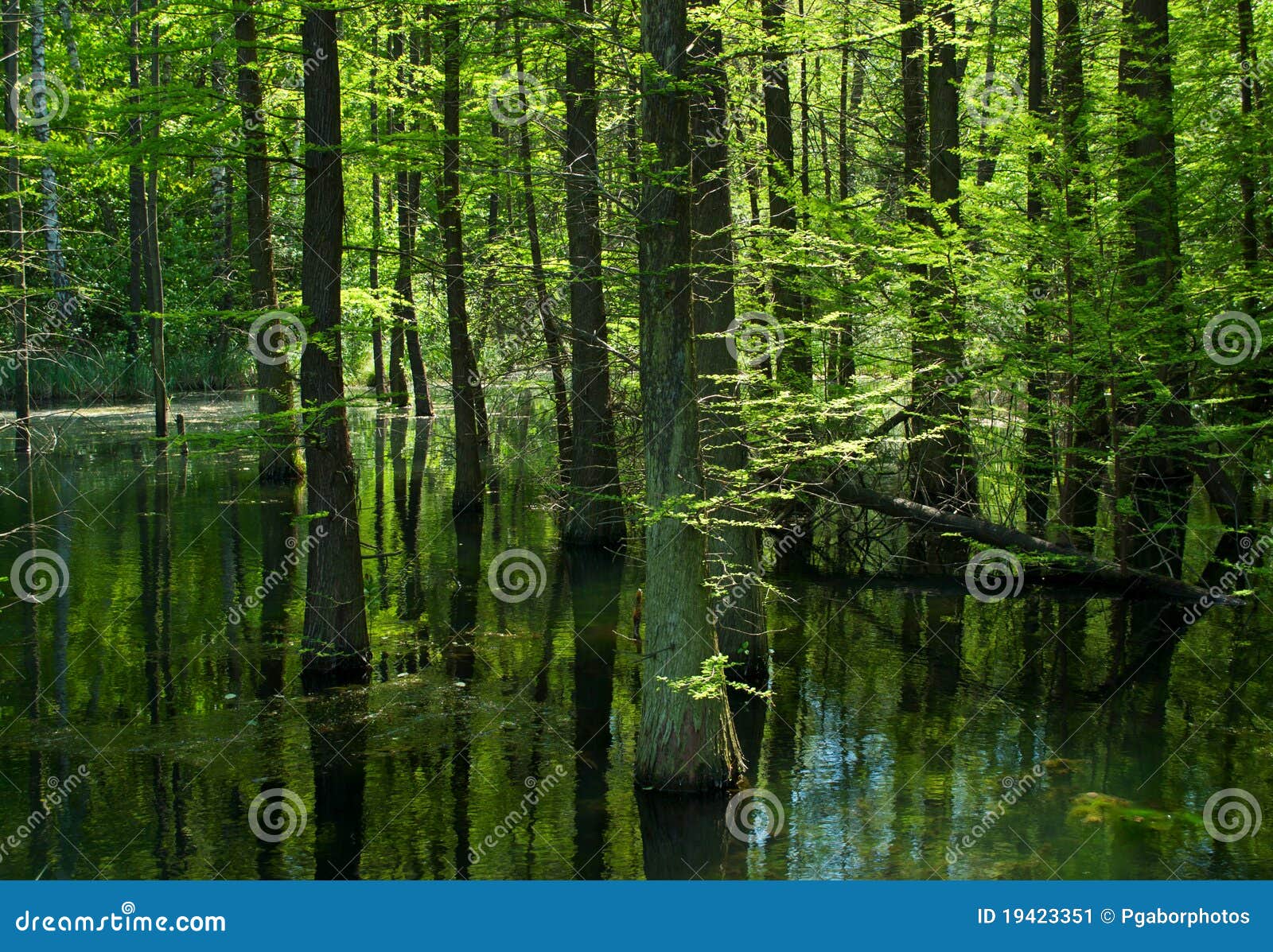 Swamp in the forest stock image. Image of environment - 19423351