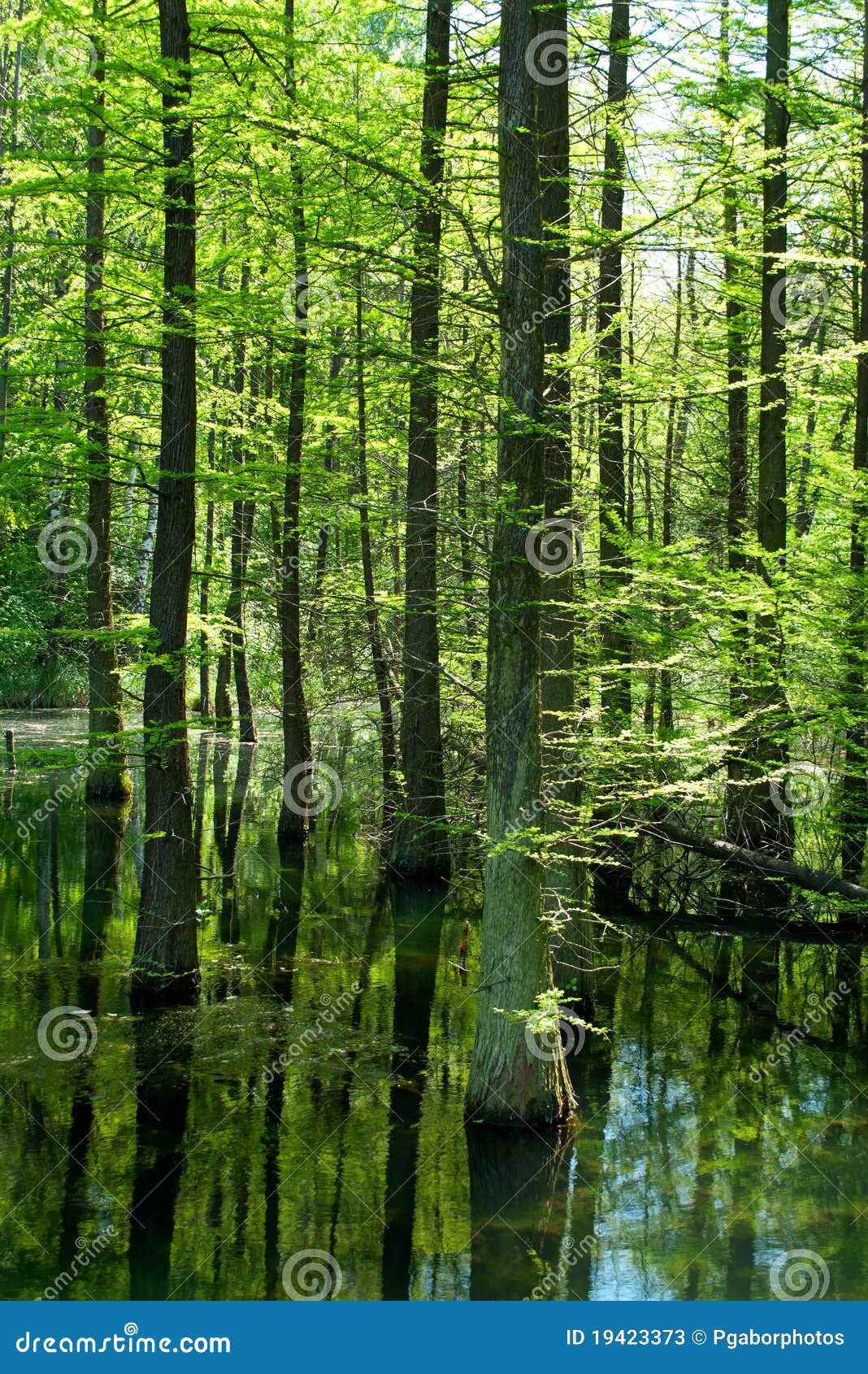 Swamp in the forest stock image. Image of park, plant - 19423373