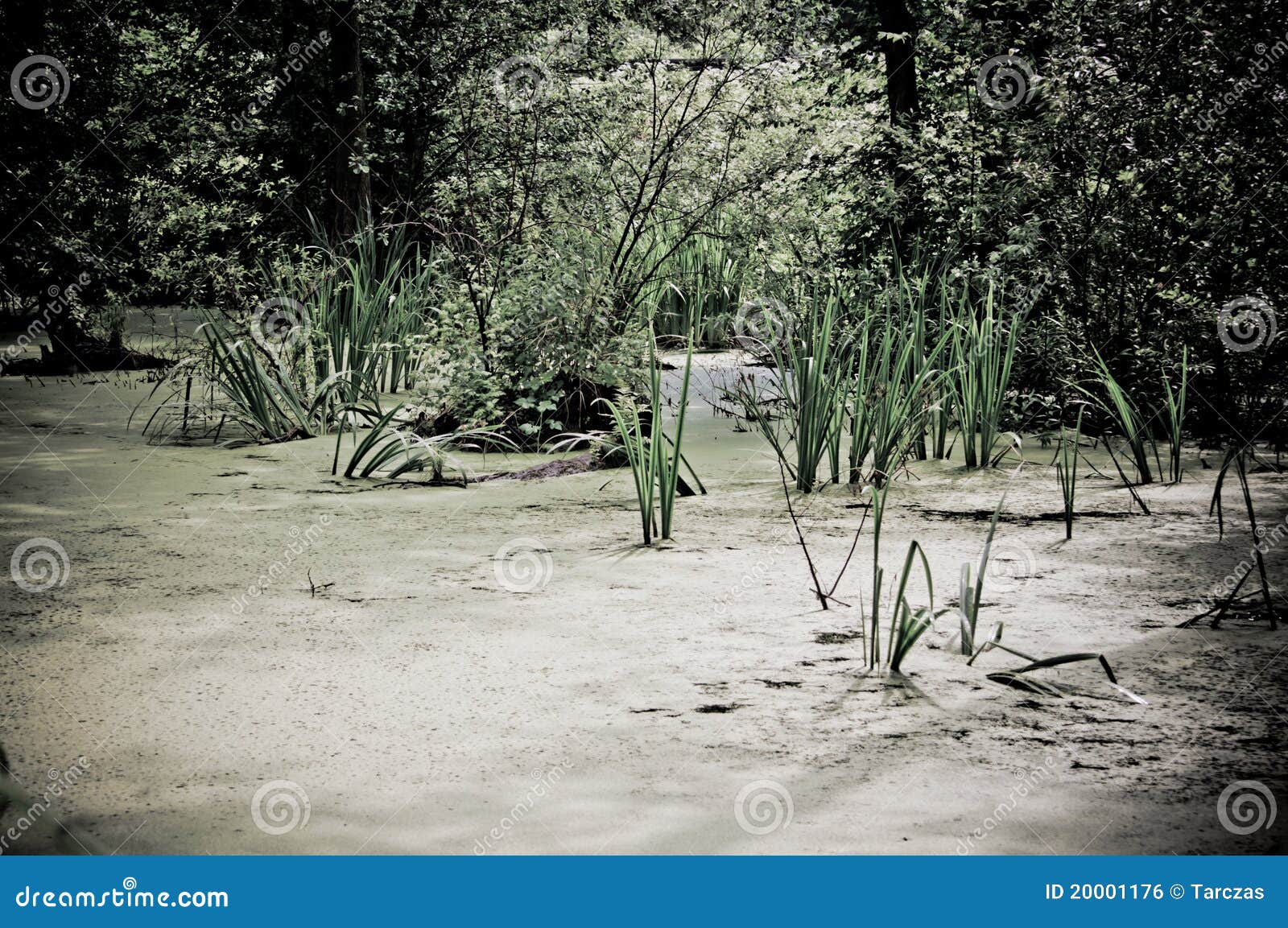 Swamp in the forest stock photo. Image of water, marsh - 20001176