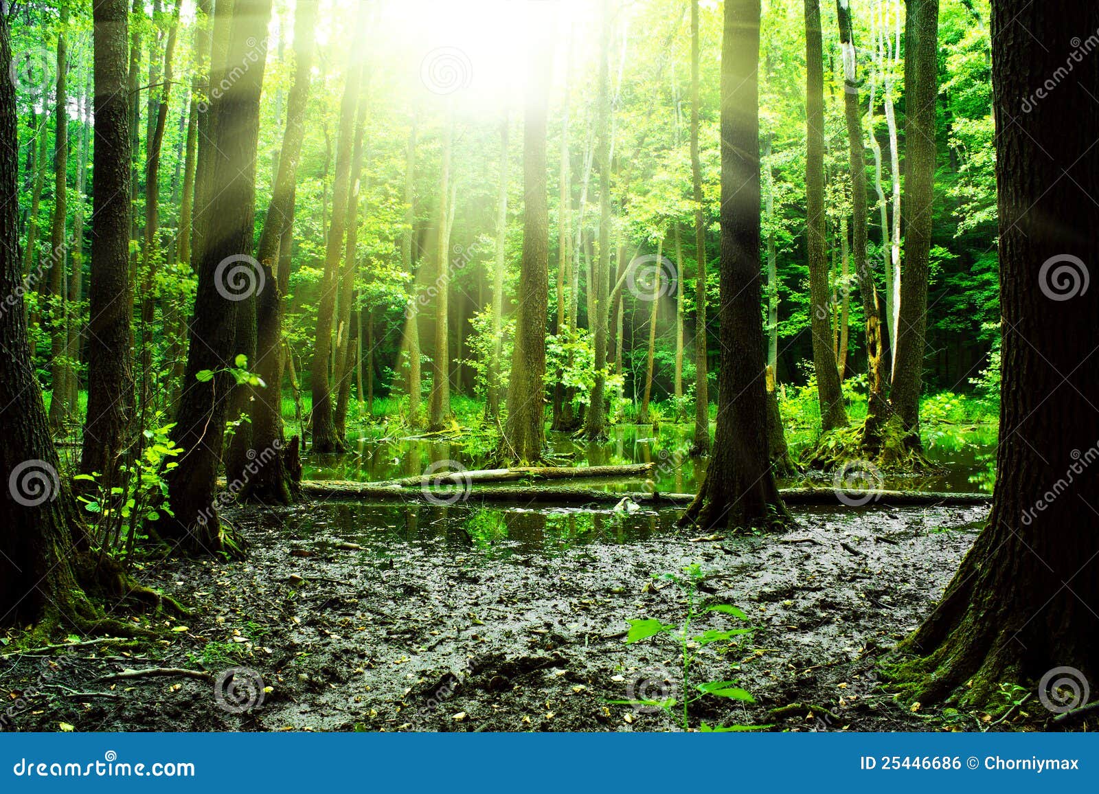 Swamp in a forest stock photo. Image of park, scenic - 25446686