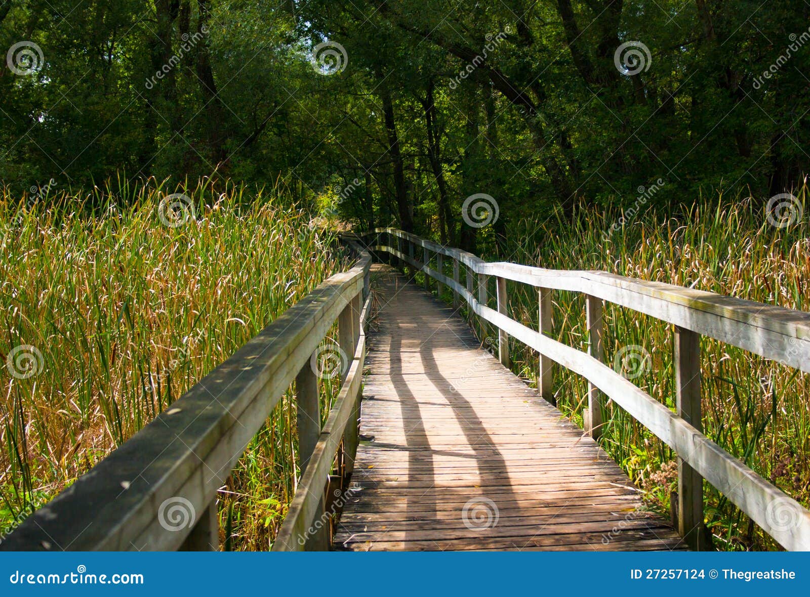 Swamp Forest Bridge with Reeds Stock Photo - Image of silence, park ...