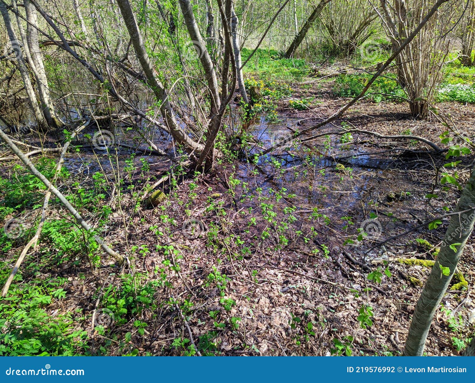 Swamp in the Forest at Daytime in Spring Stock Photo - Image of tree ...