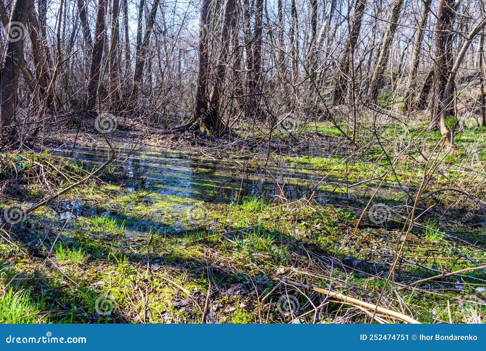 Swamp in the Forest on Early Spring Stock Image - Image of lush ...