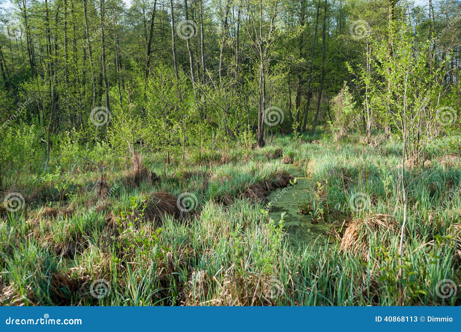 Swamp and forest. stock image. Image of outdoors, scenics - 40868113