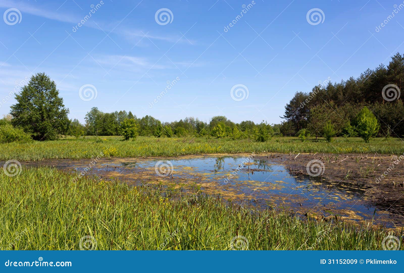 Swamp in forest stock image. Image of group, peaceful - 31152009