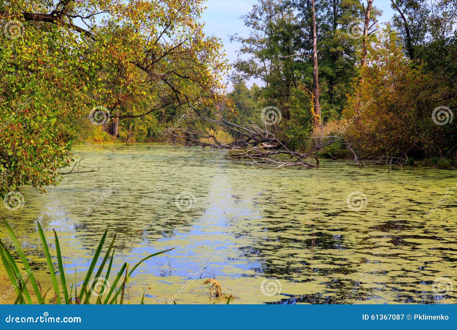 Swamp in forest stock image. Image of shadows, ukraine - 61367087