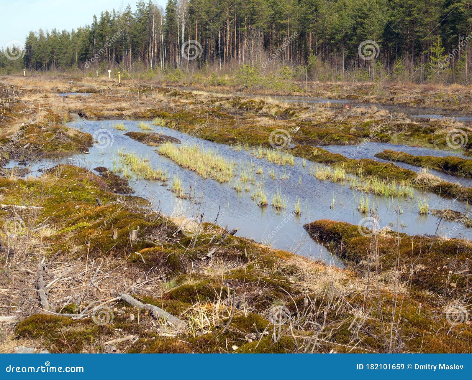 Swamp and forest stock image. Image of pine, swamp, moss - 182101659