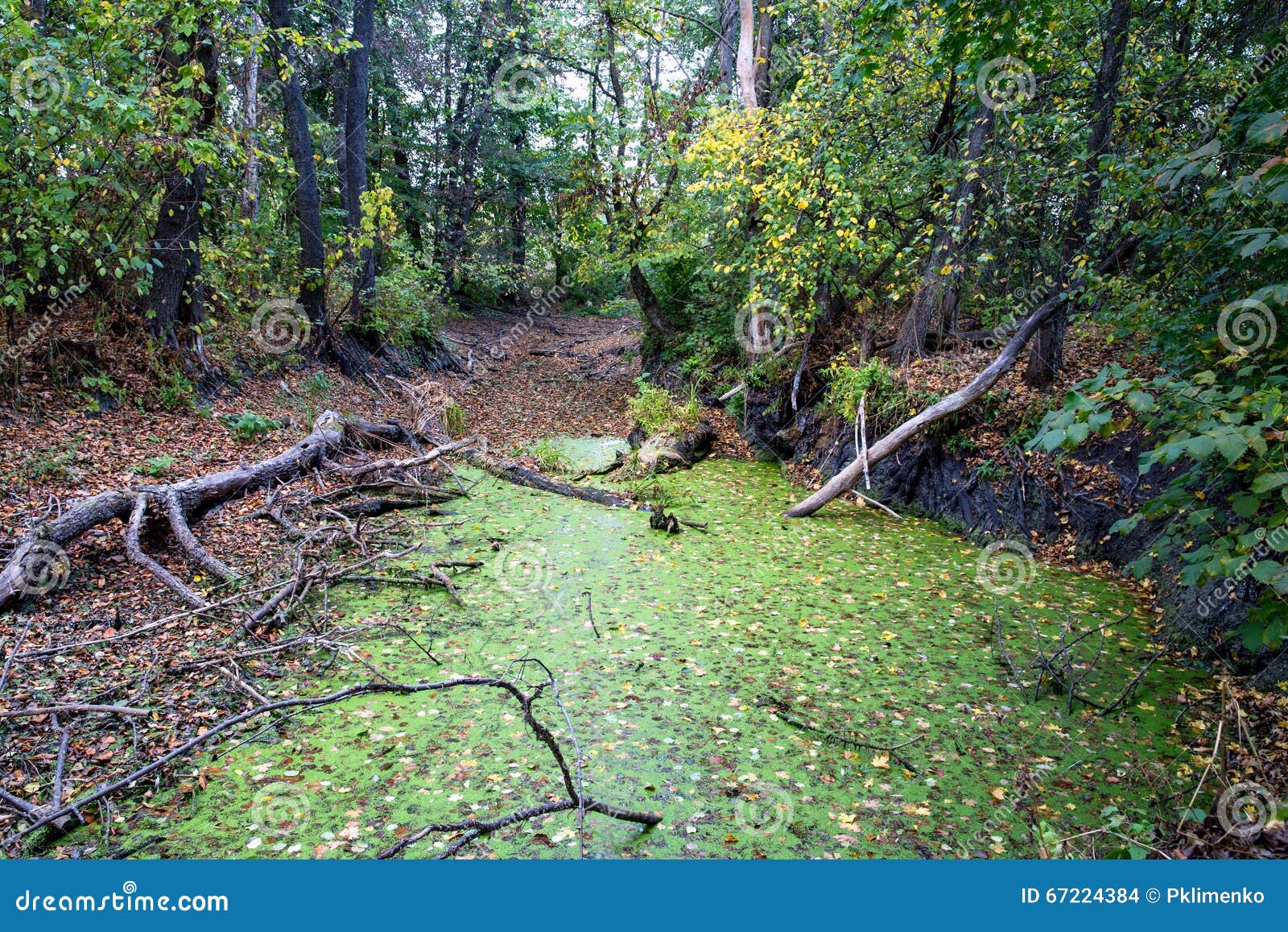 Swamp in forest stock photo. Image of lake, ecosystem - 67224384