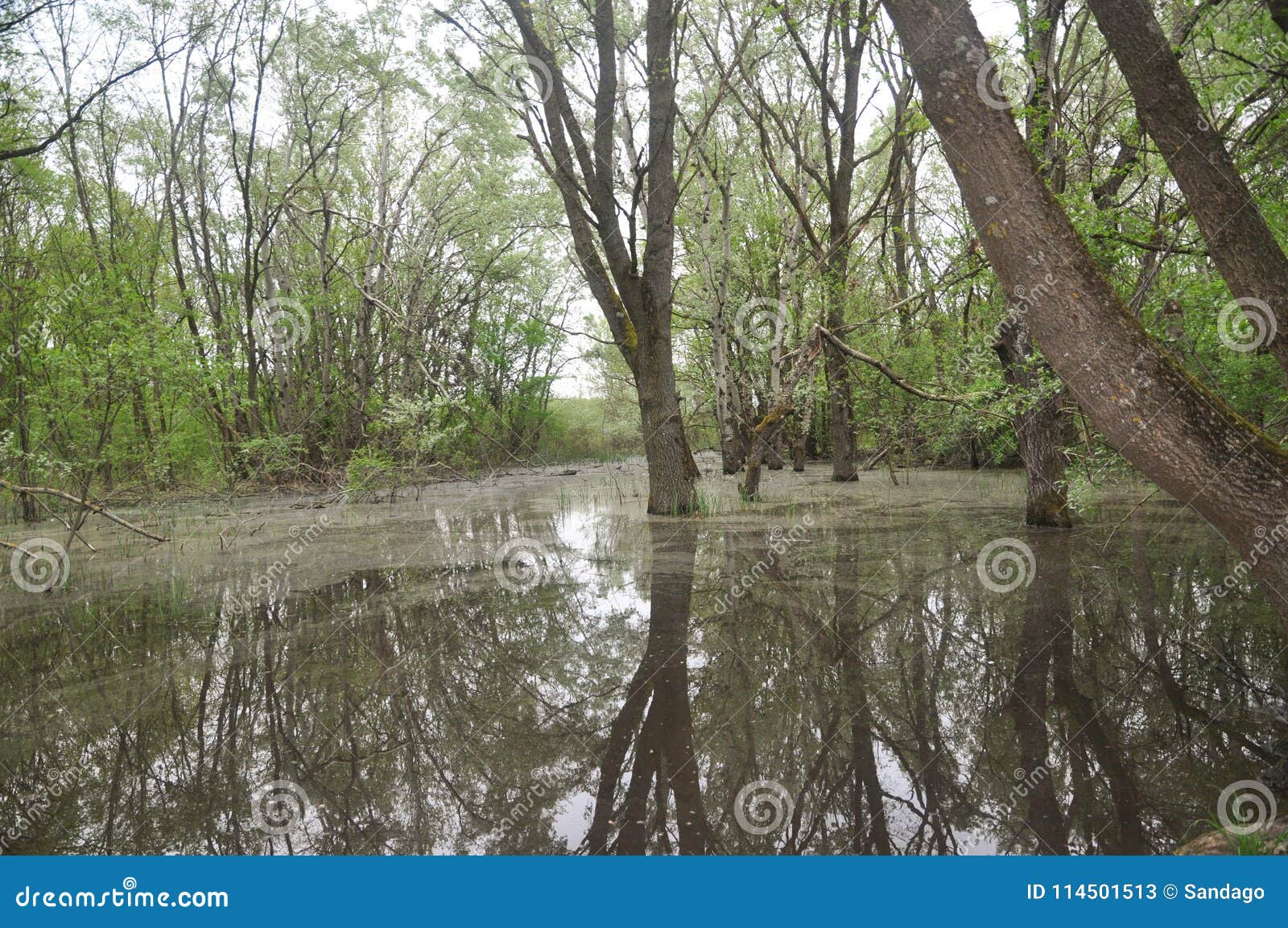 Swamp in the forest stock image. Image of desktop, defocus - 114501513