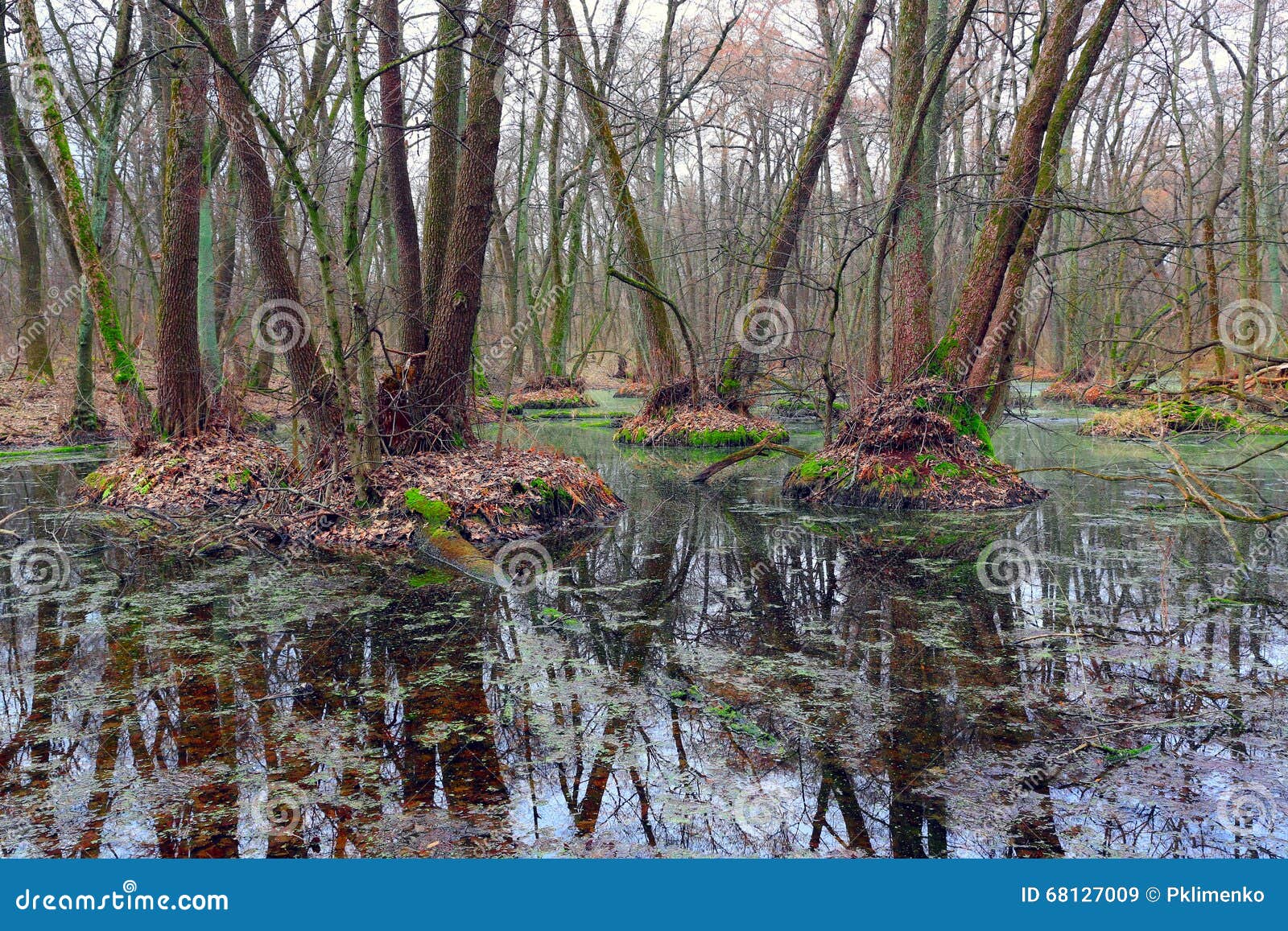 Swamp in Forest at Spring Time Stock Image - Image of root, beauty ...
