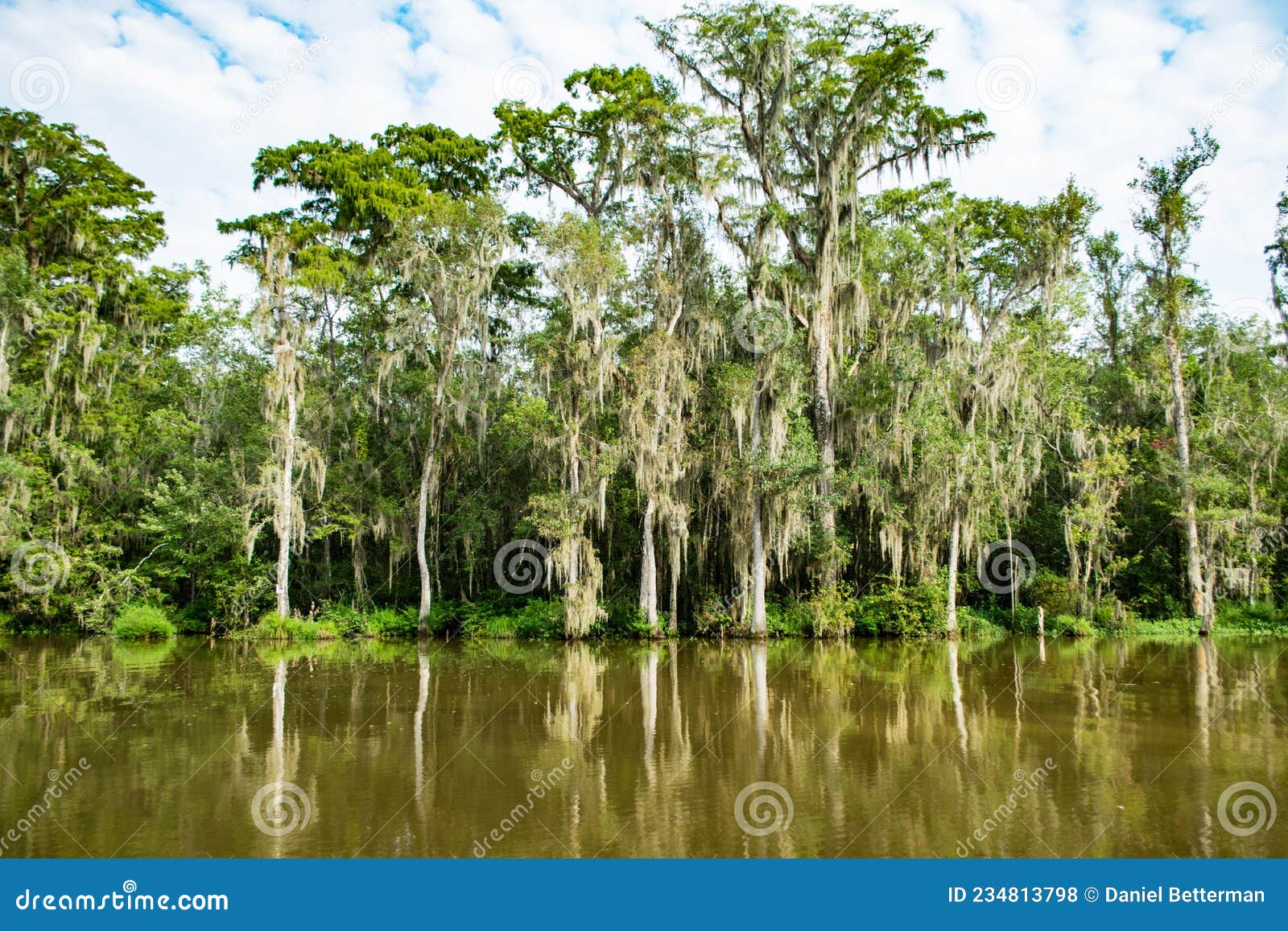 Mossy Swamp Forest stock photo. Image of colorful, peaceful - 234813798