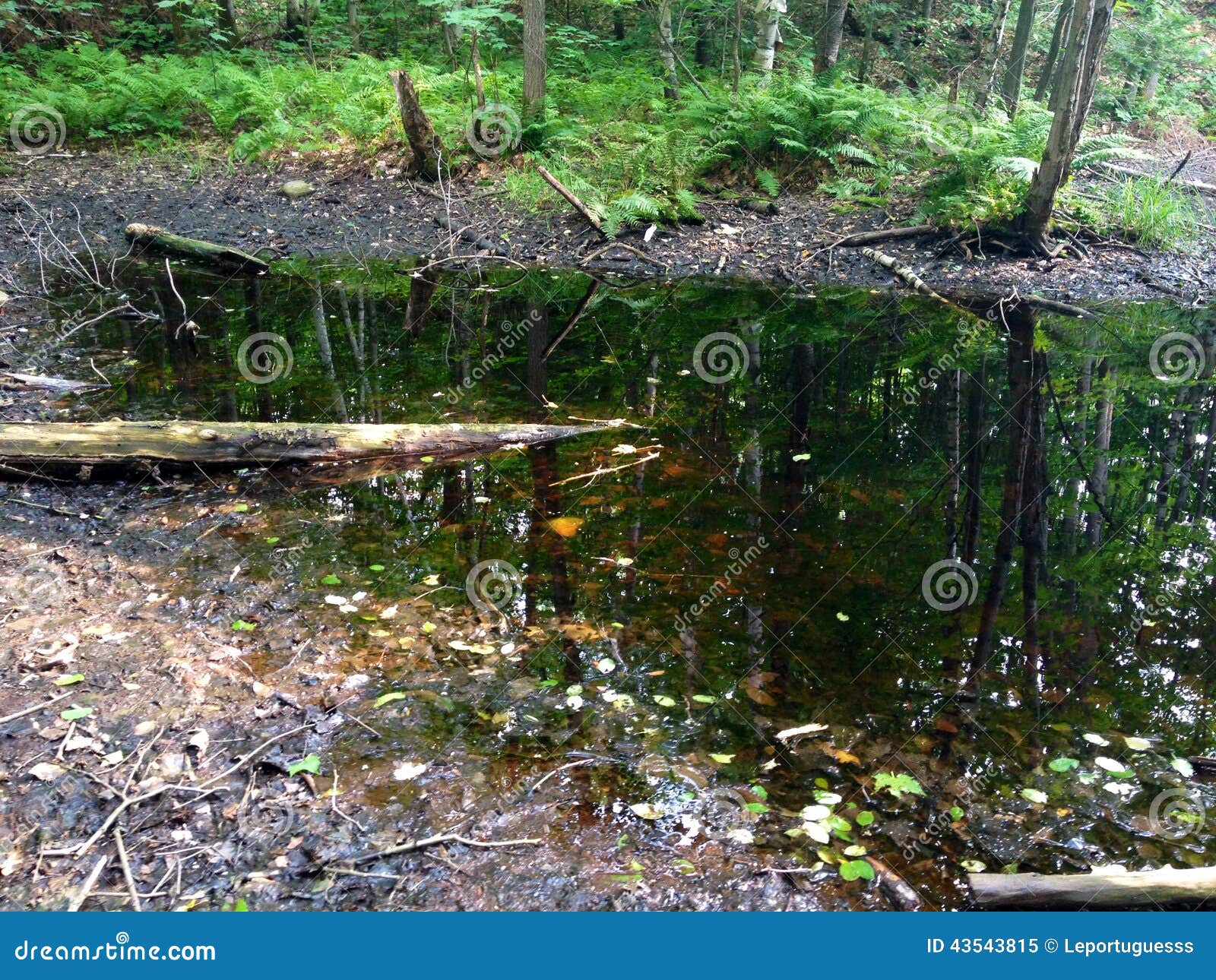 Swamp in the forest stock image. Image of tree, swamp - 43543815