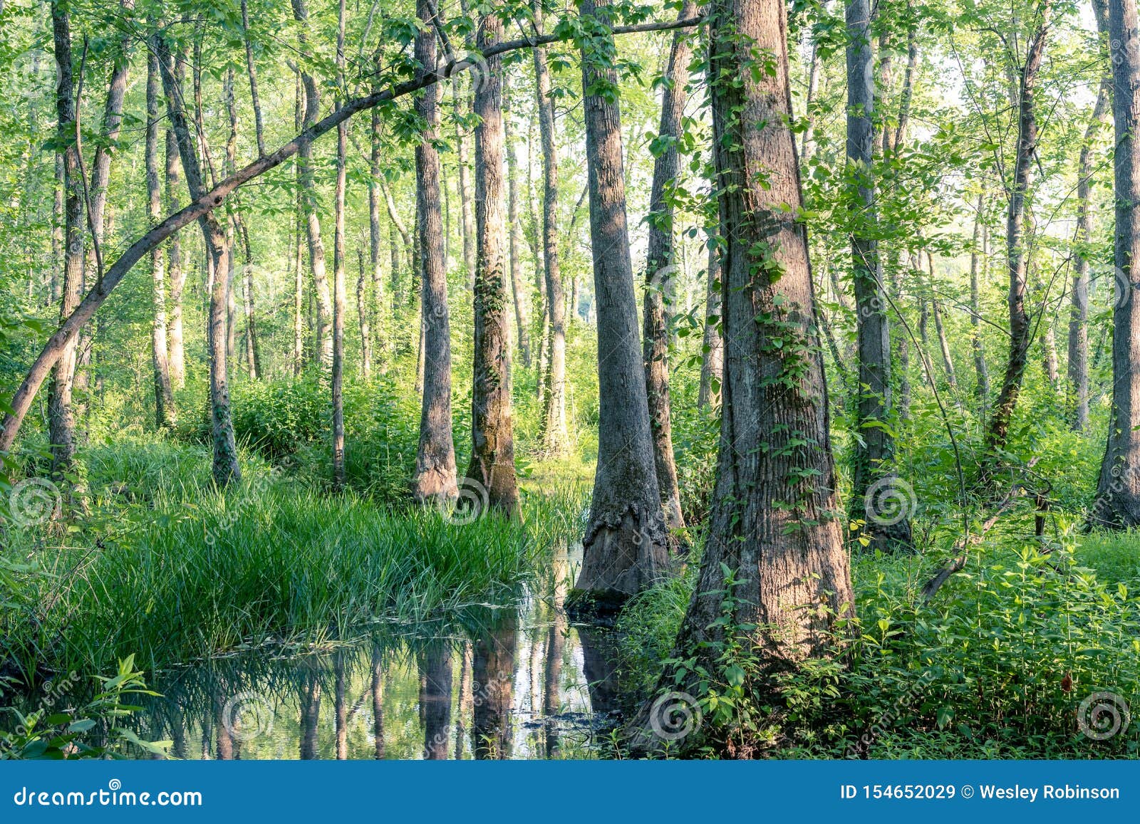 Swamp Forest at Sunset stock image. Image of vine, hardwood - 154652029