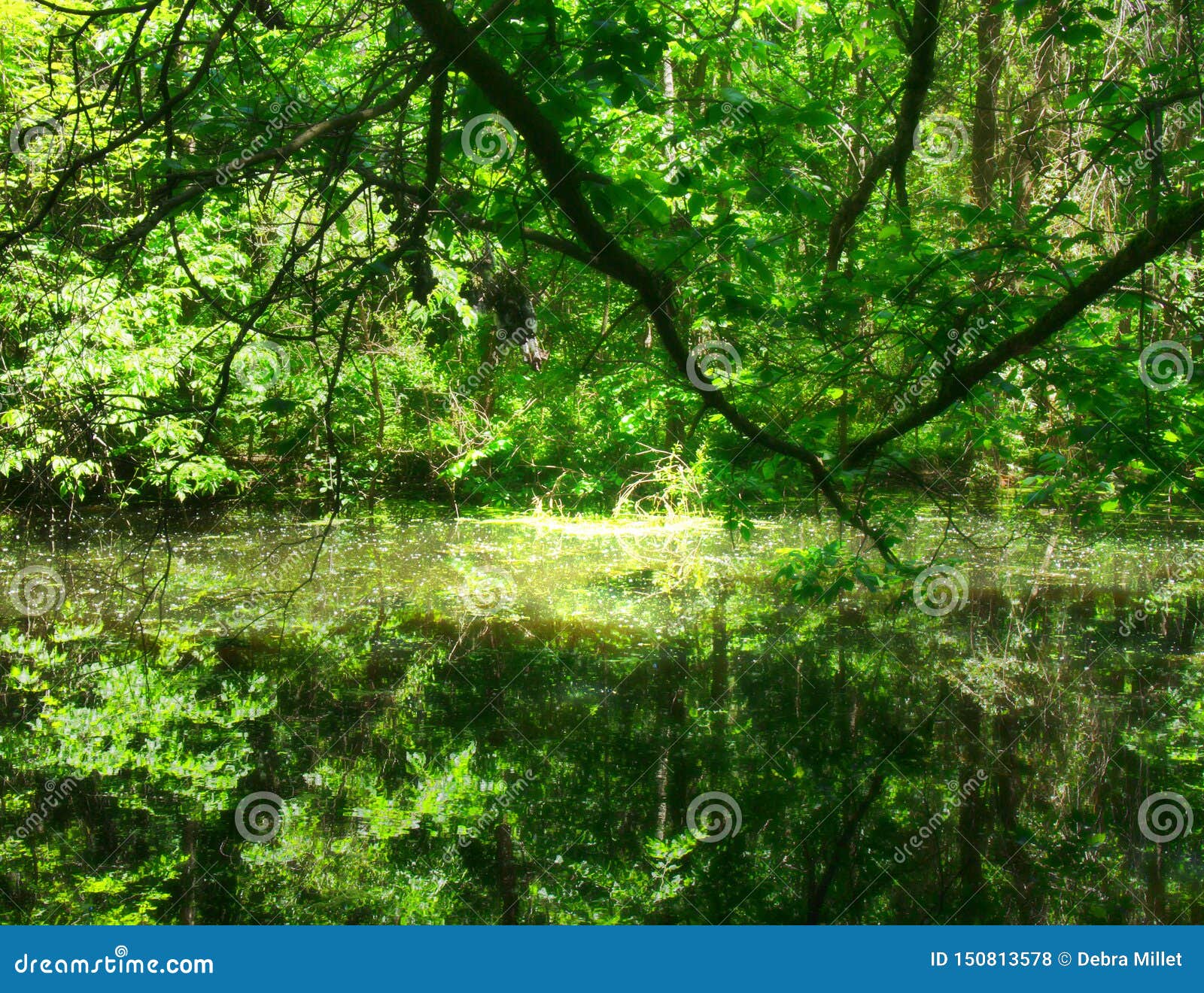 Swamp in a forest stock photo. Image of swampland, mire - 150813578