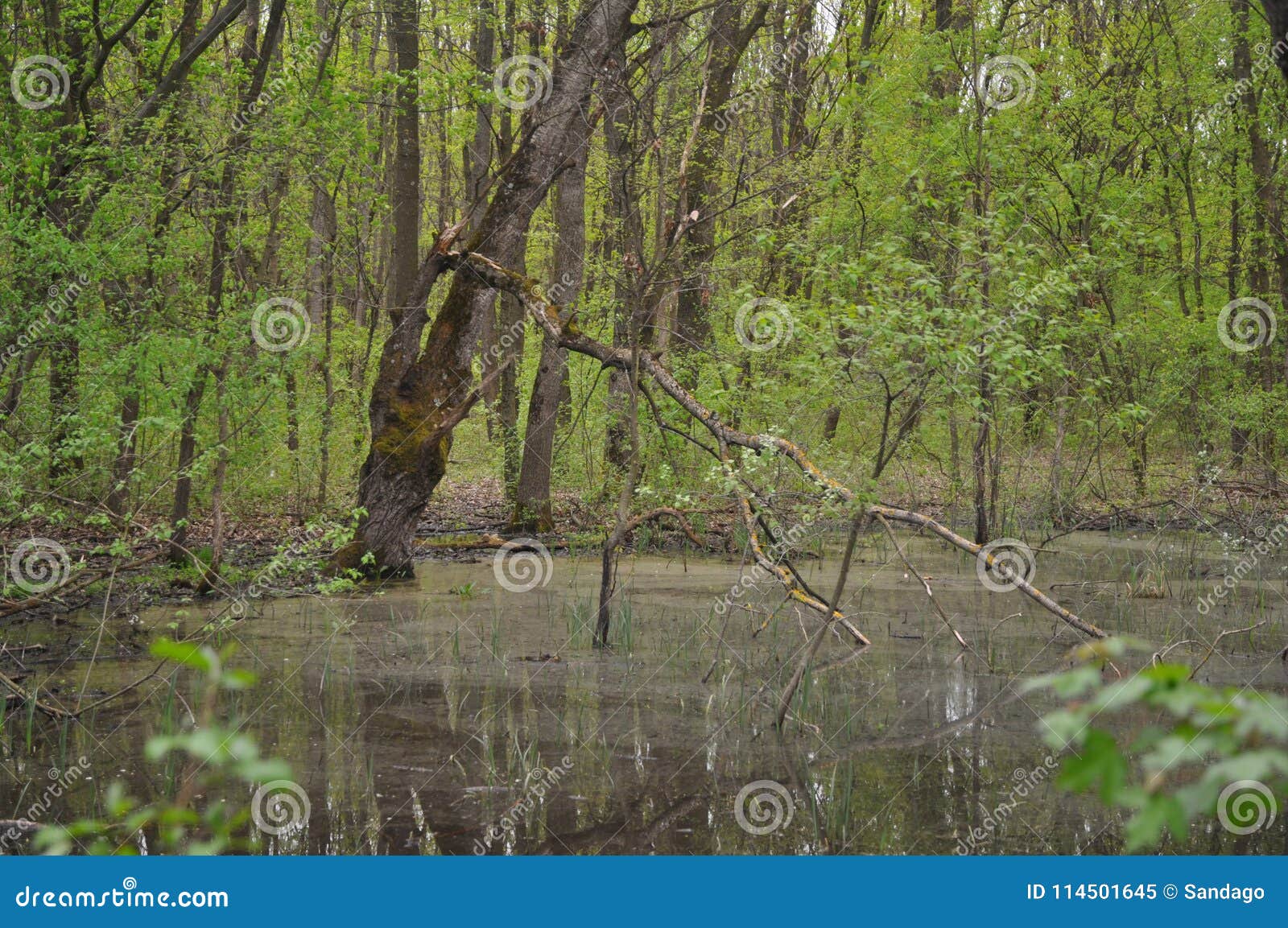 Swamp in the forest stock image. Image of beautiful - 114501645