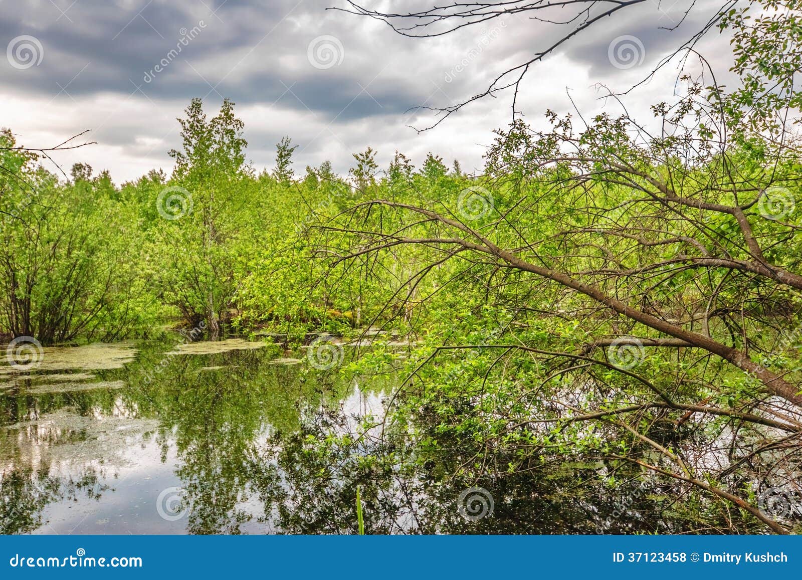 Swamp stock photo. Image of autumn, panoramic, clouds - 37123458