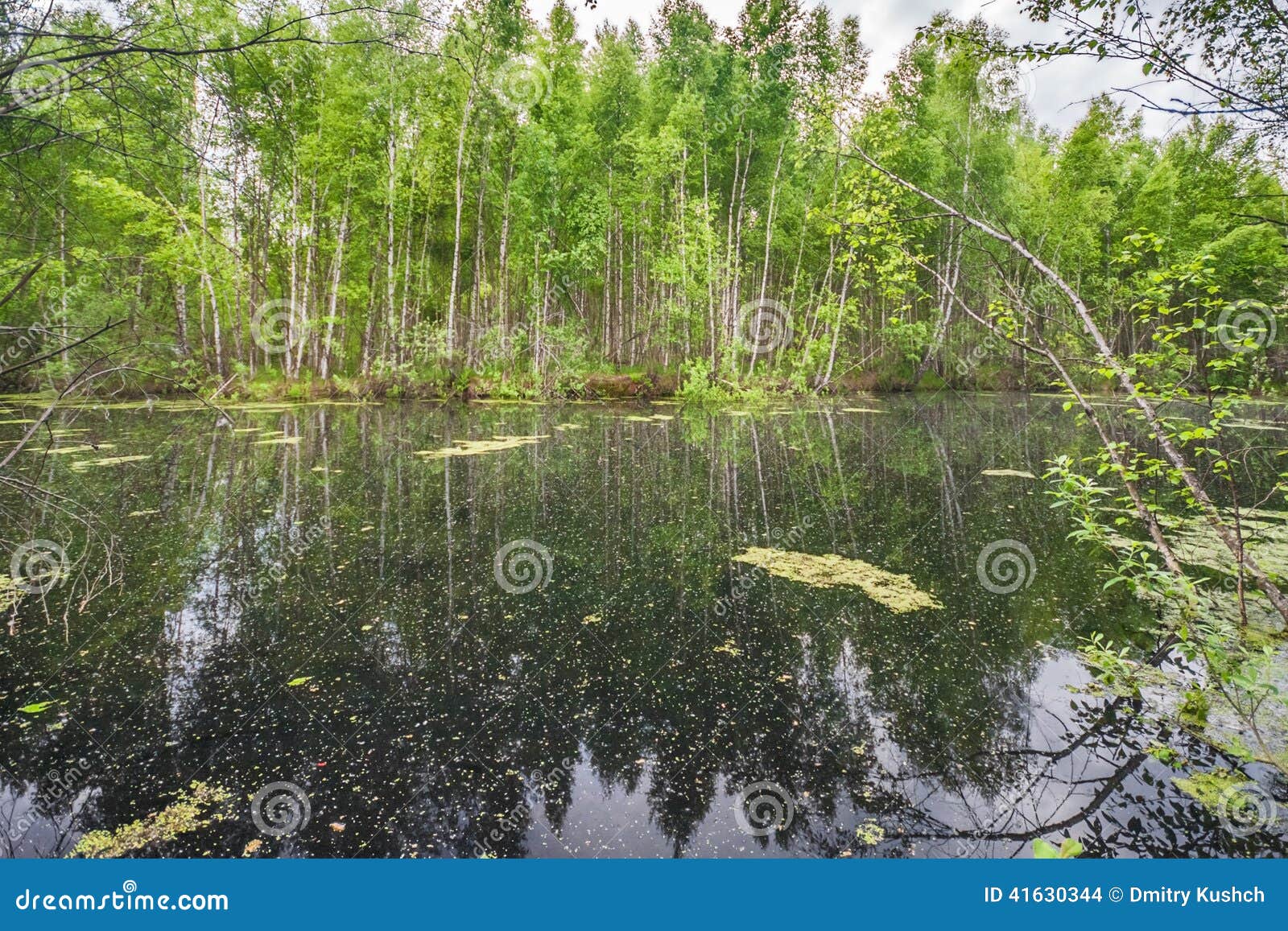 Swamp stock photo. Image of countryside, panorama, lake - 41630344