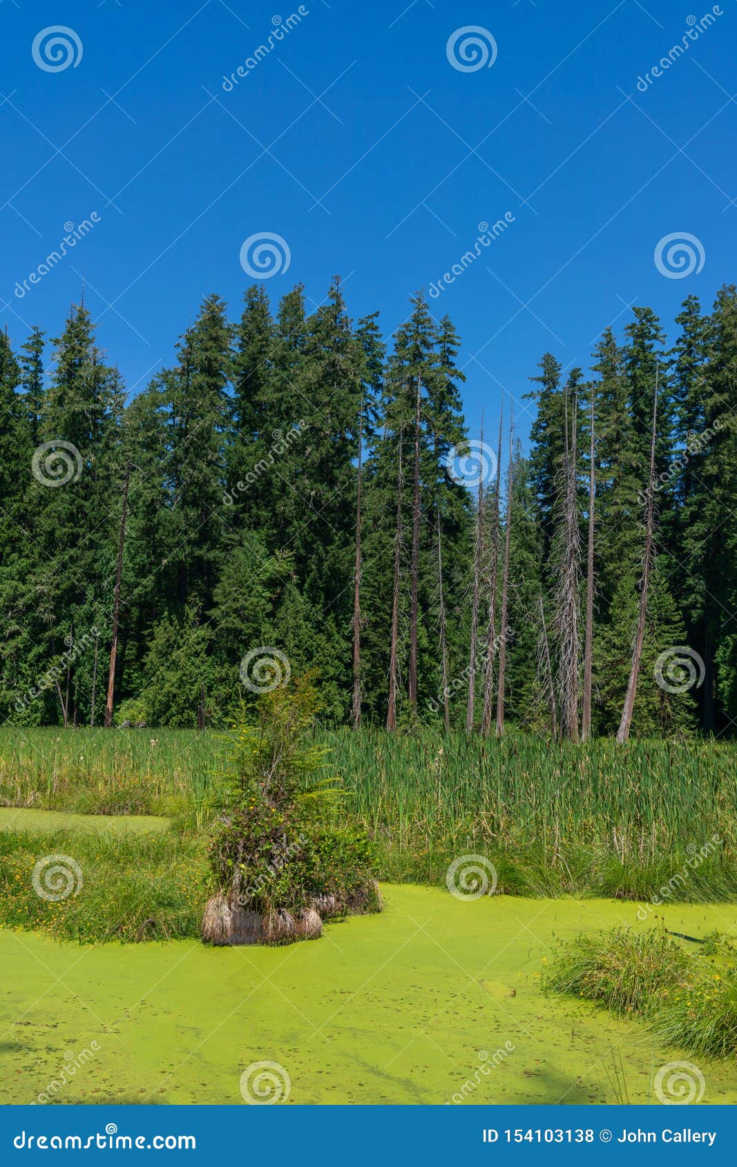 Swamp at the Forest in Gifford Pinchot National Forest Stock Photo ...