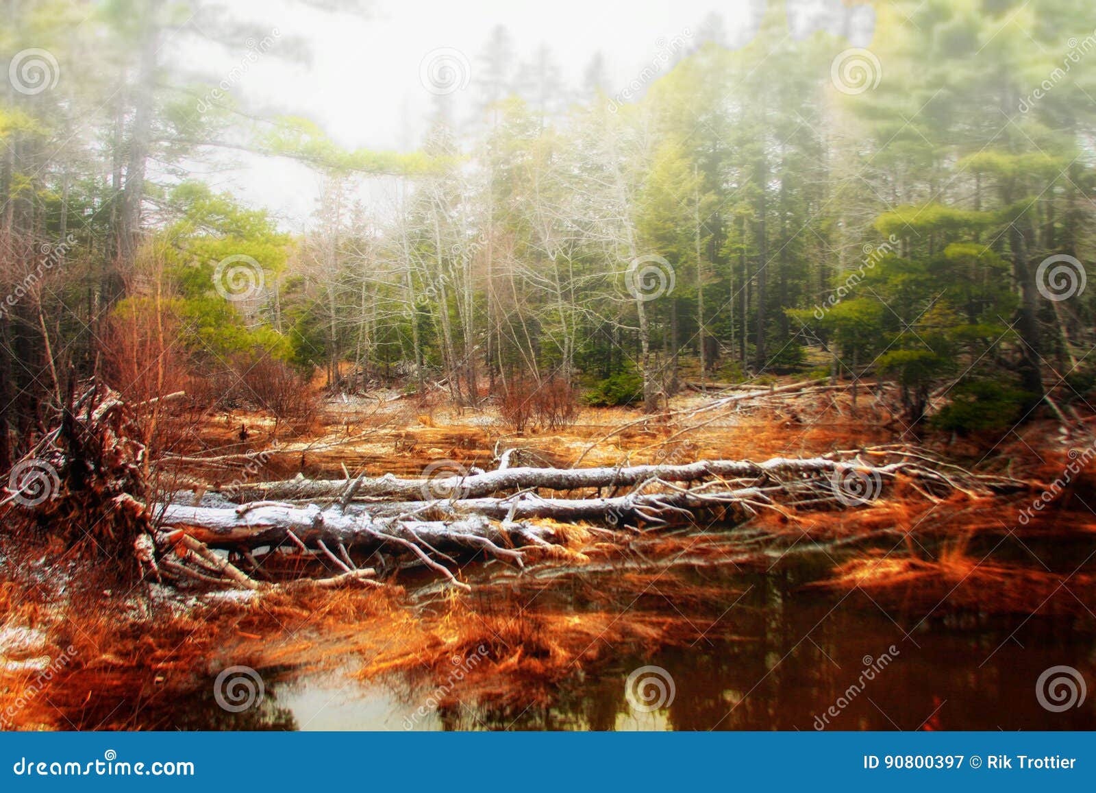 Fallen tree stock image. Image of waters, moving, forested - 90800397