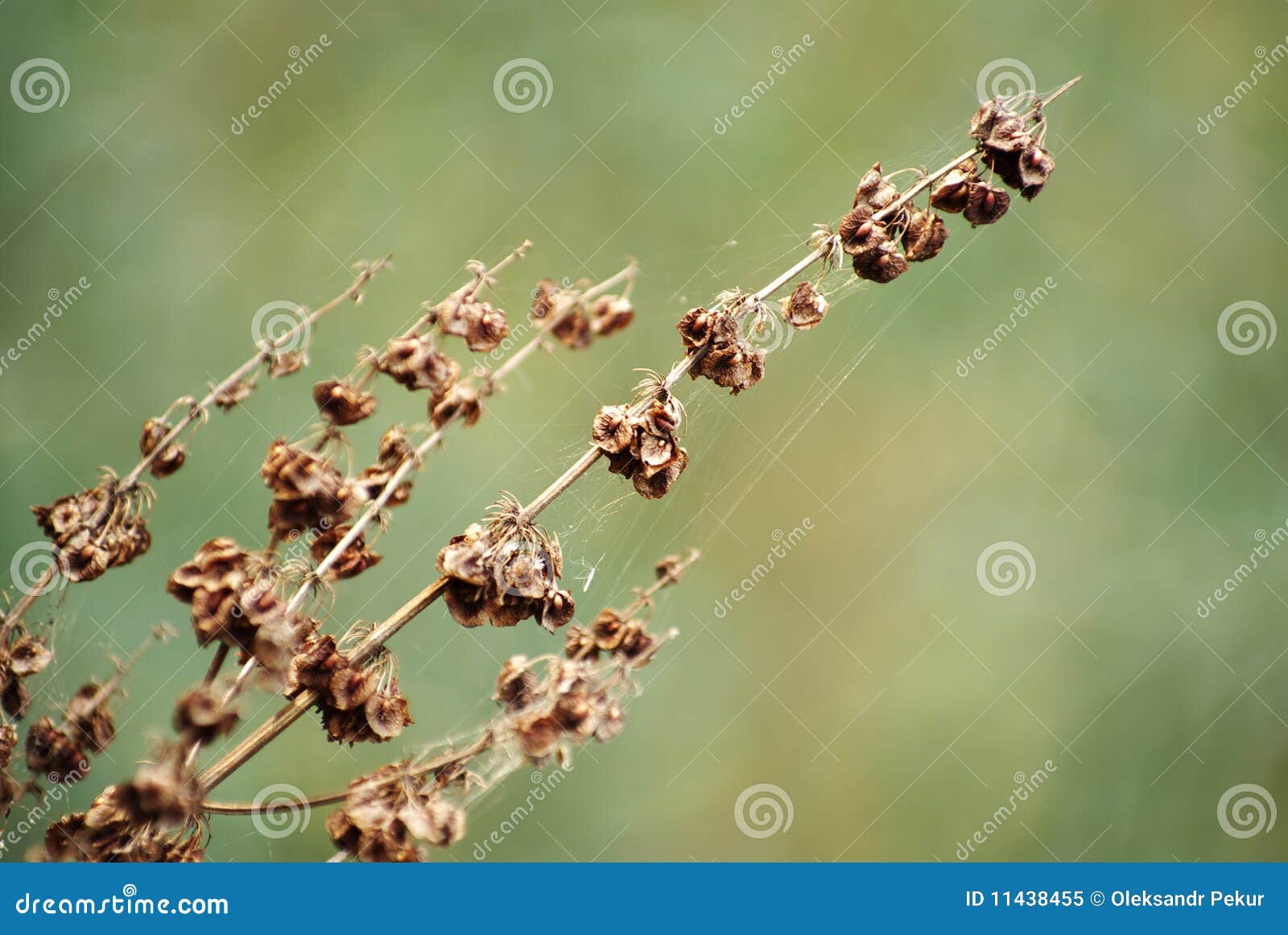 Swamp fruit stock image. Image of dried, backlight, shiny - 11438455