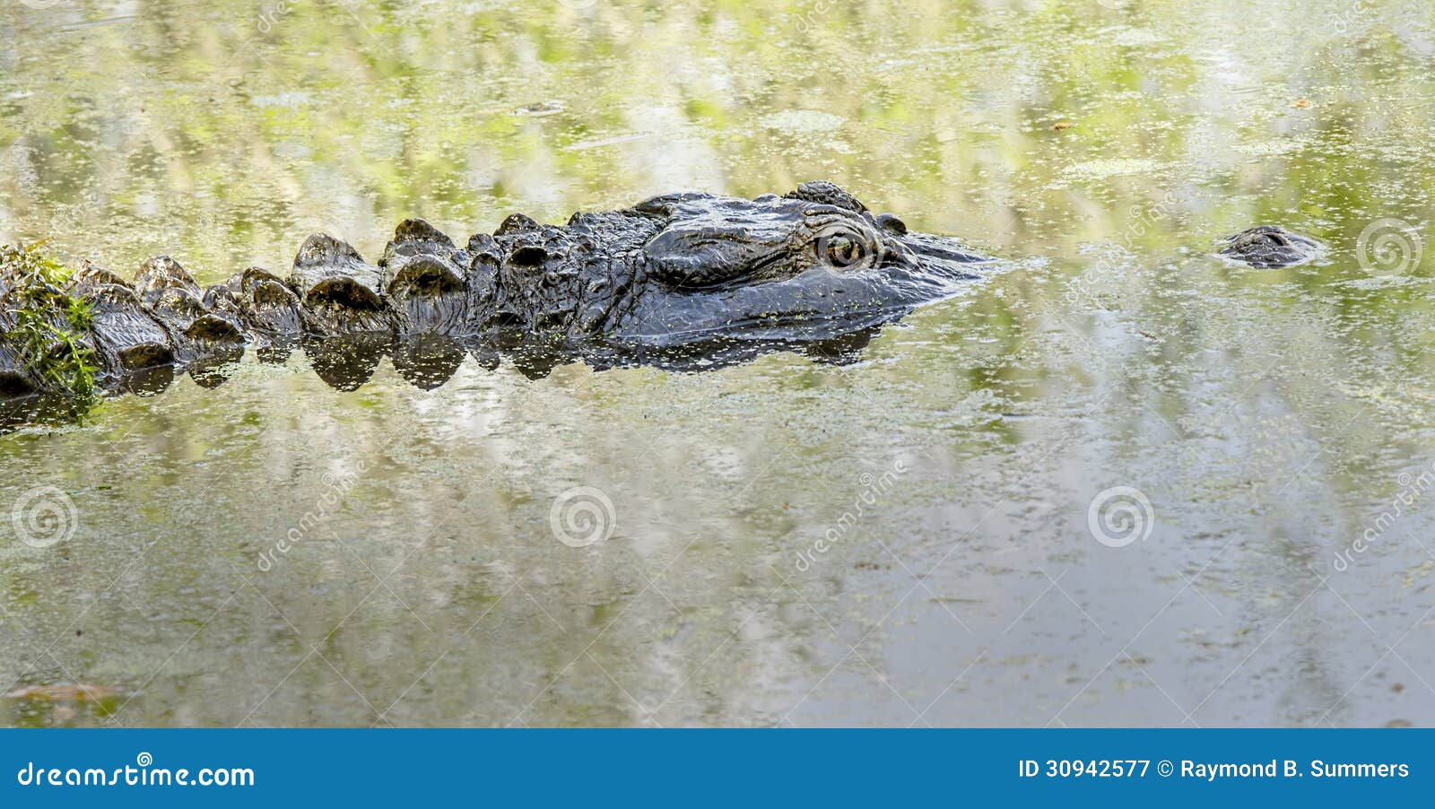 Swamp Gator stock image. Image of swamp, undomesticated - 30942577