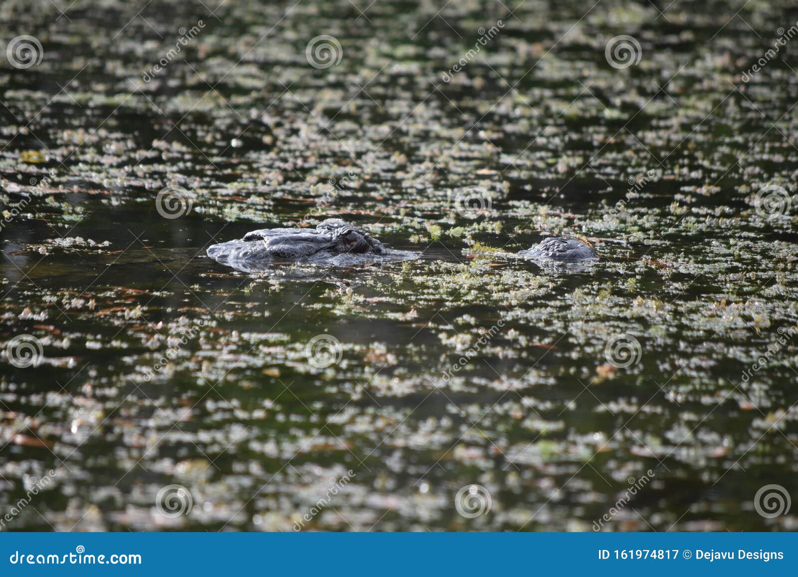 Swamp with a Gator Just Above the Surface Stock Image - Image of ...