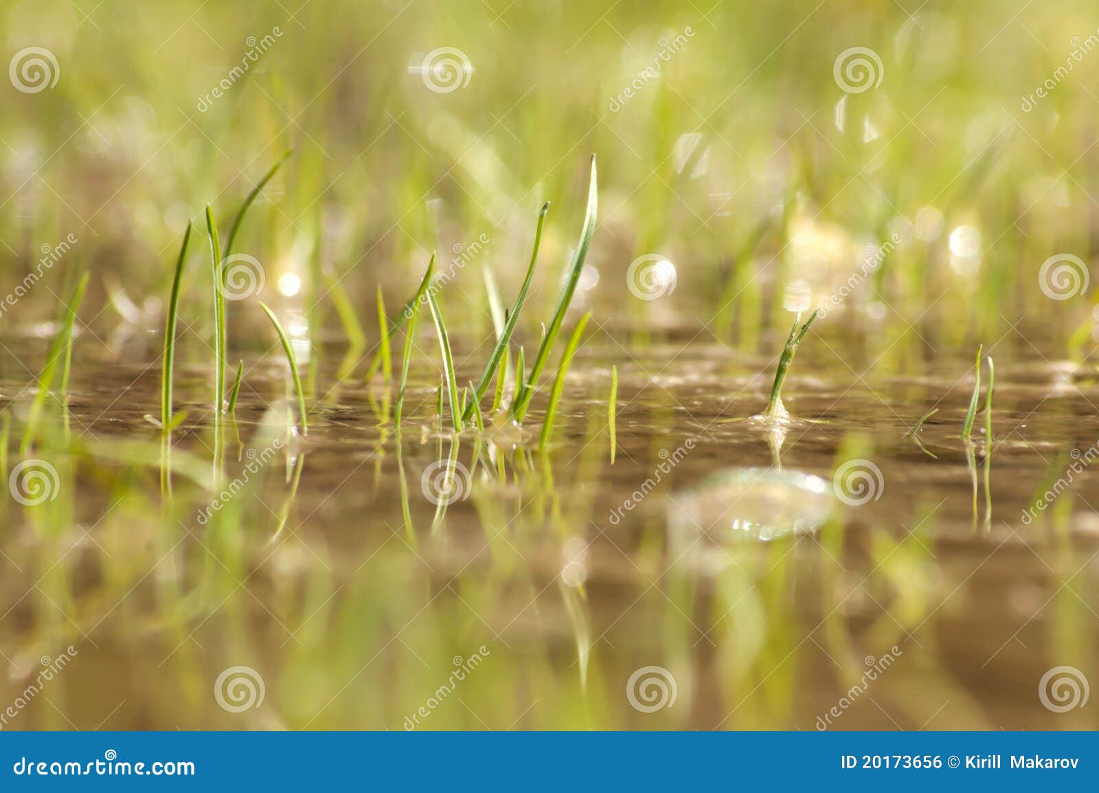 Swamp grass stock photo. Image of damp, backdrop, fungus - 20173656