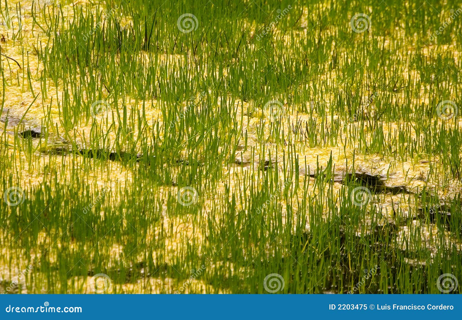 Swamp grass stock image. Image of grass, natural, clean - 2203475