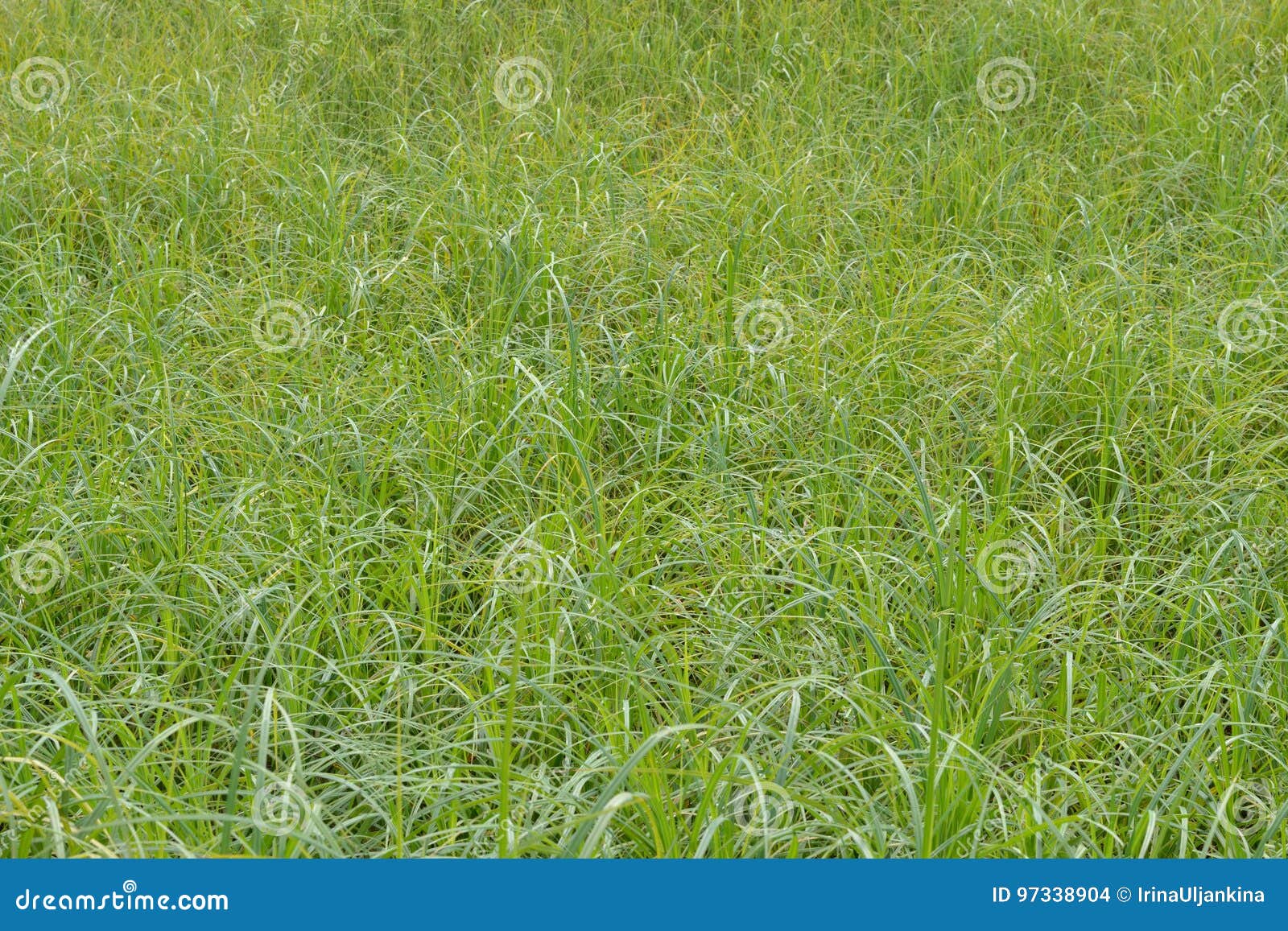 Swamp Grass. Background, Texture. Stock Photo - Image of grass, mixed ...